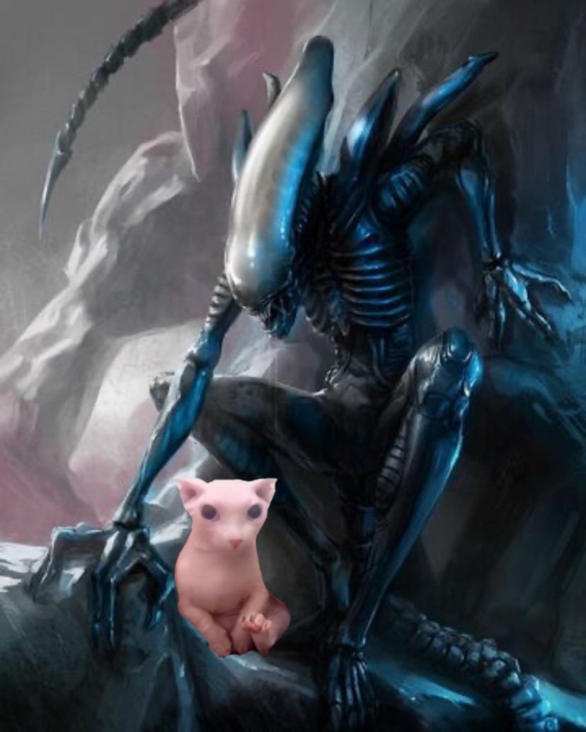 Bingus vs Xenomorph | Scrolller