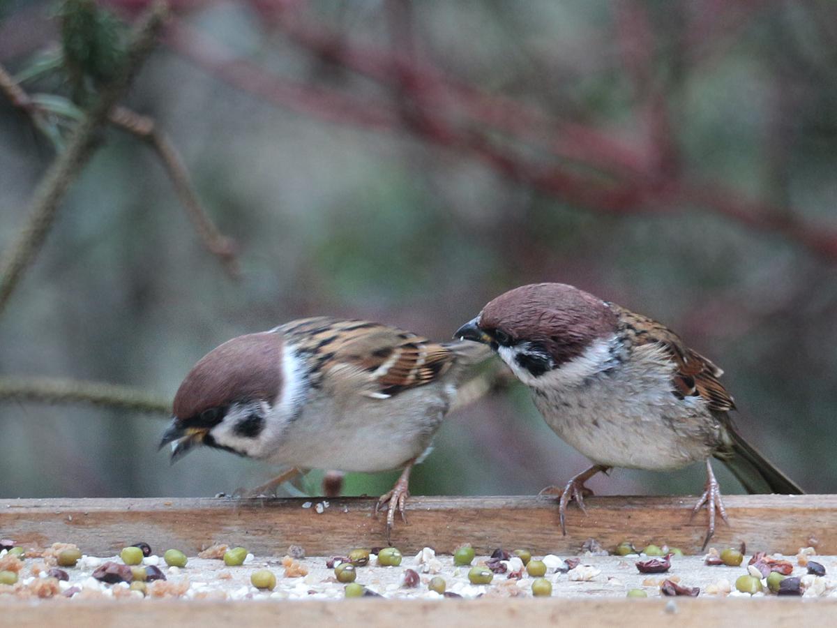 Bird day 4 | Scrolller