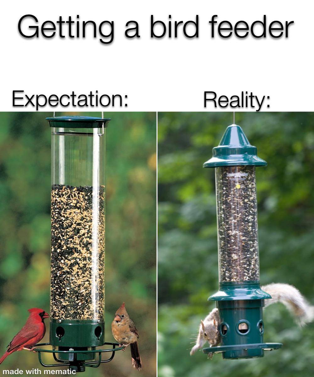 Bird meme | Scrolller