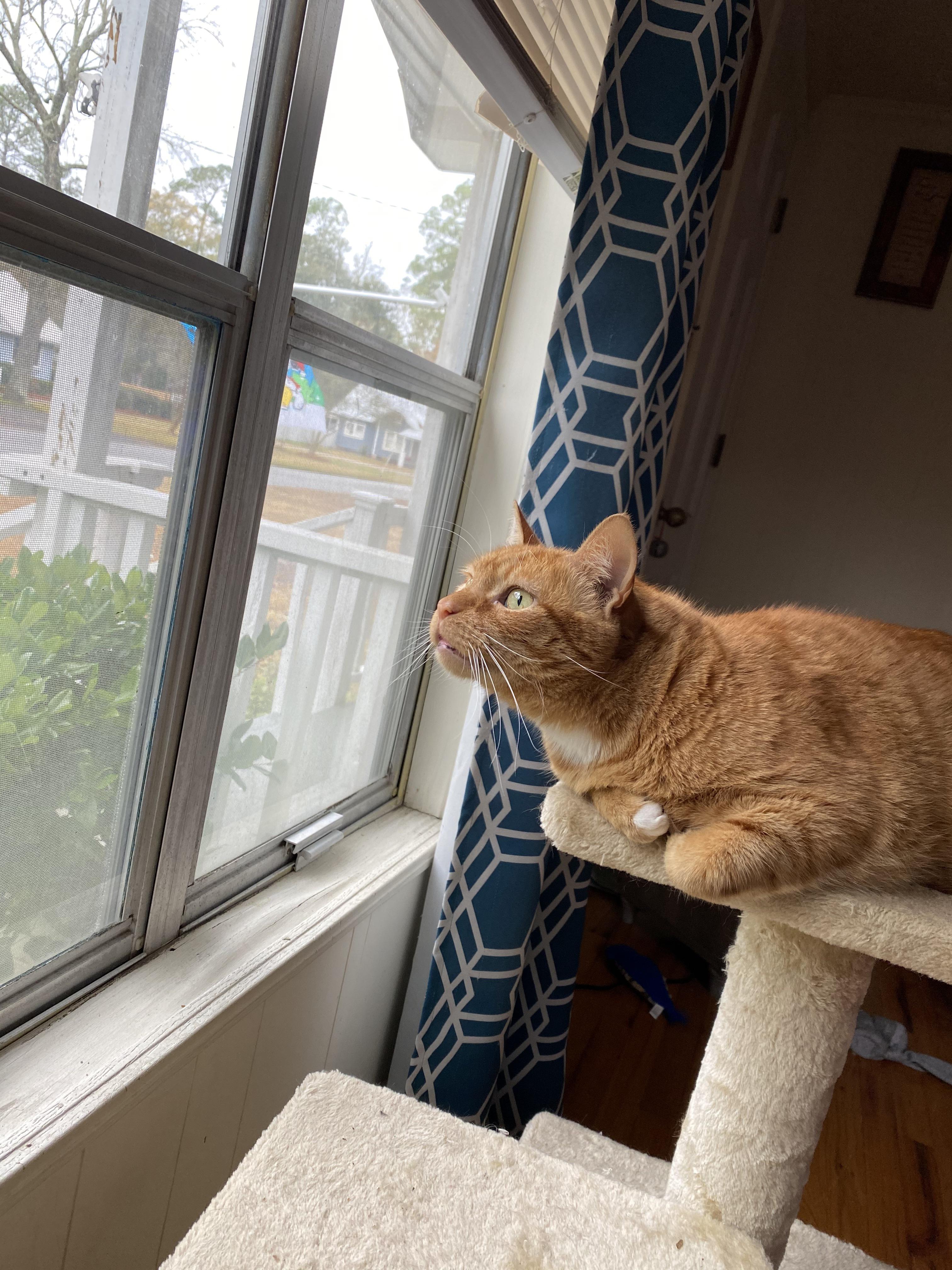 Bird Watching | Scrolller