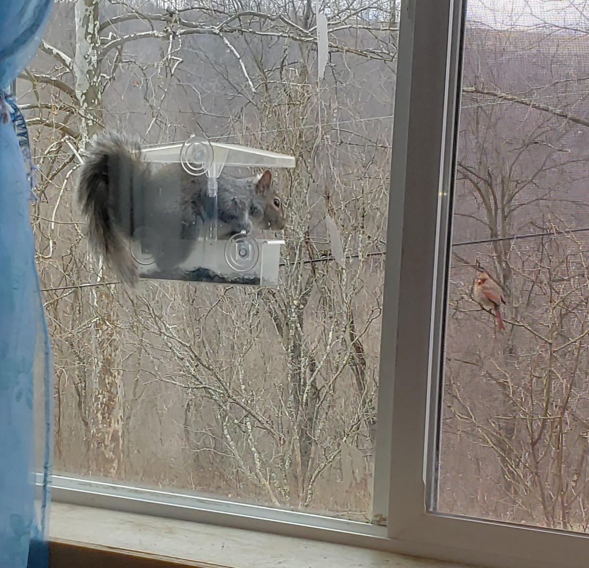 Bird watching a jerk squirrel stealing their seeds. It drives our cats ...