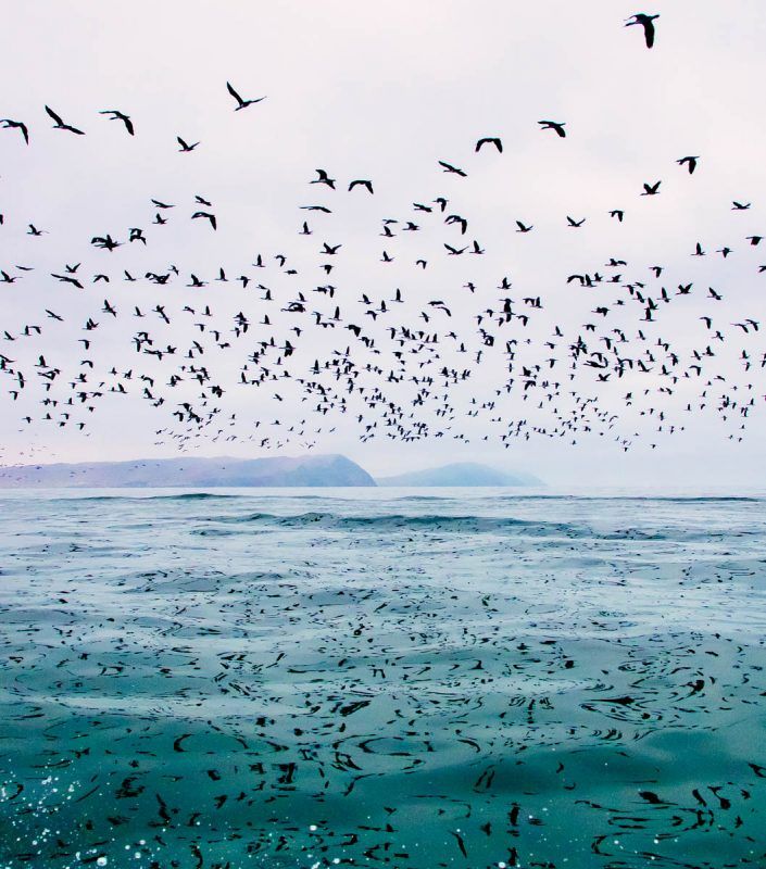 birds flying past at Ballestas islands peru | Scrolller
