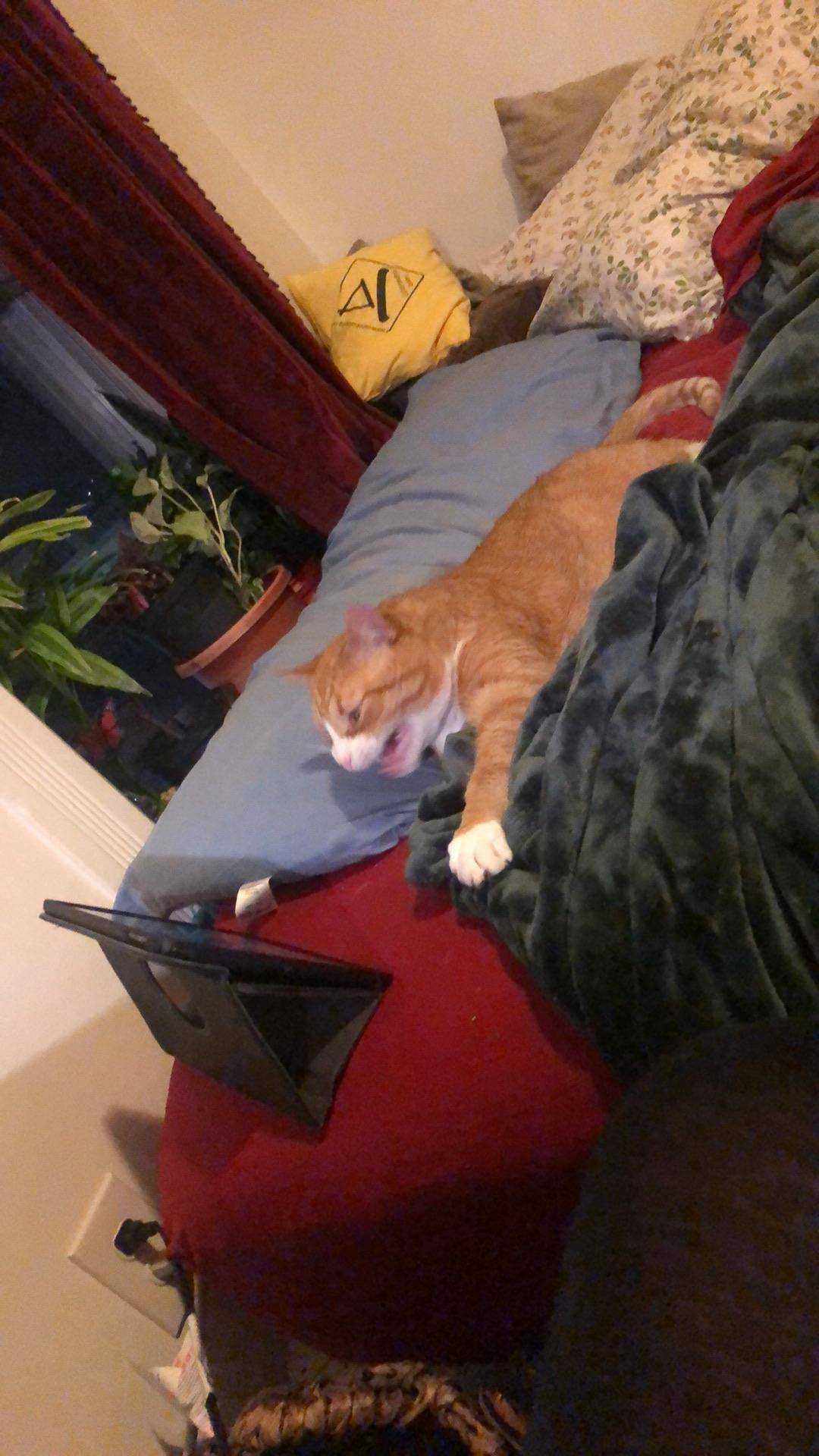 Birds on youtube scrunge | Scrolller