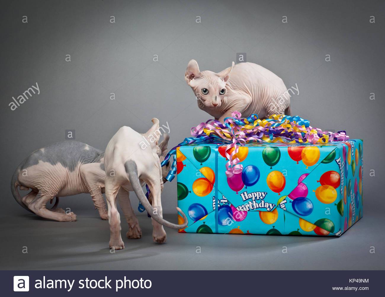 Birthday | Scrolller