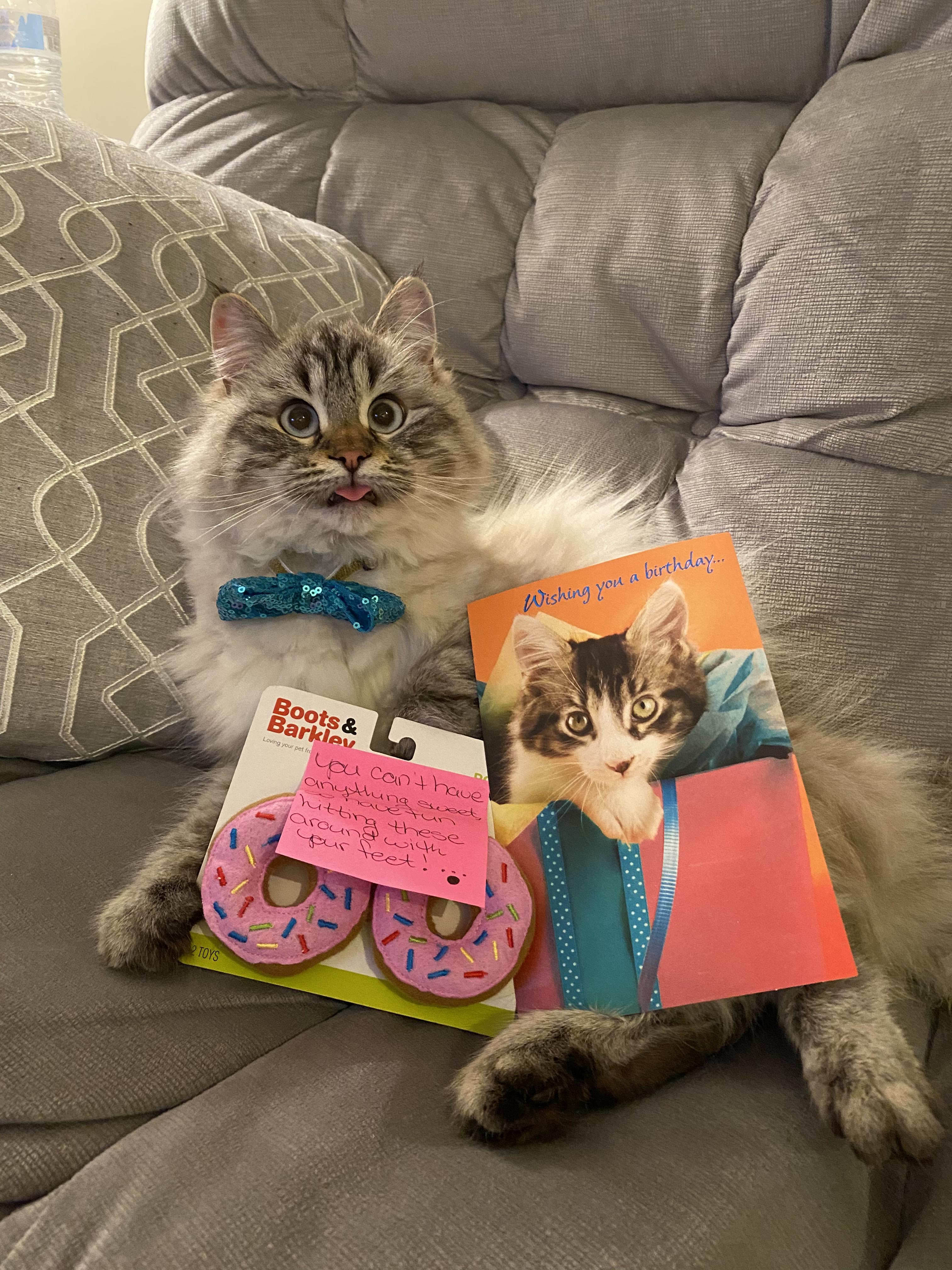 Birthday Blep for a Diabetic Kitty (@freddie_thesiberian) | Scrolller