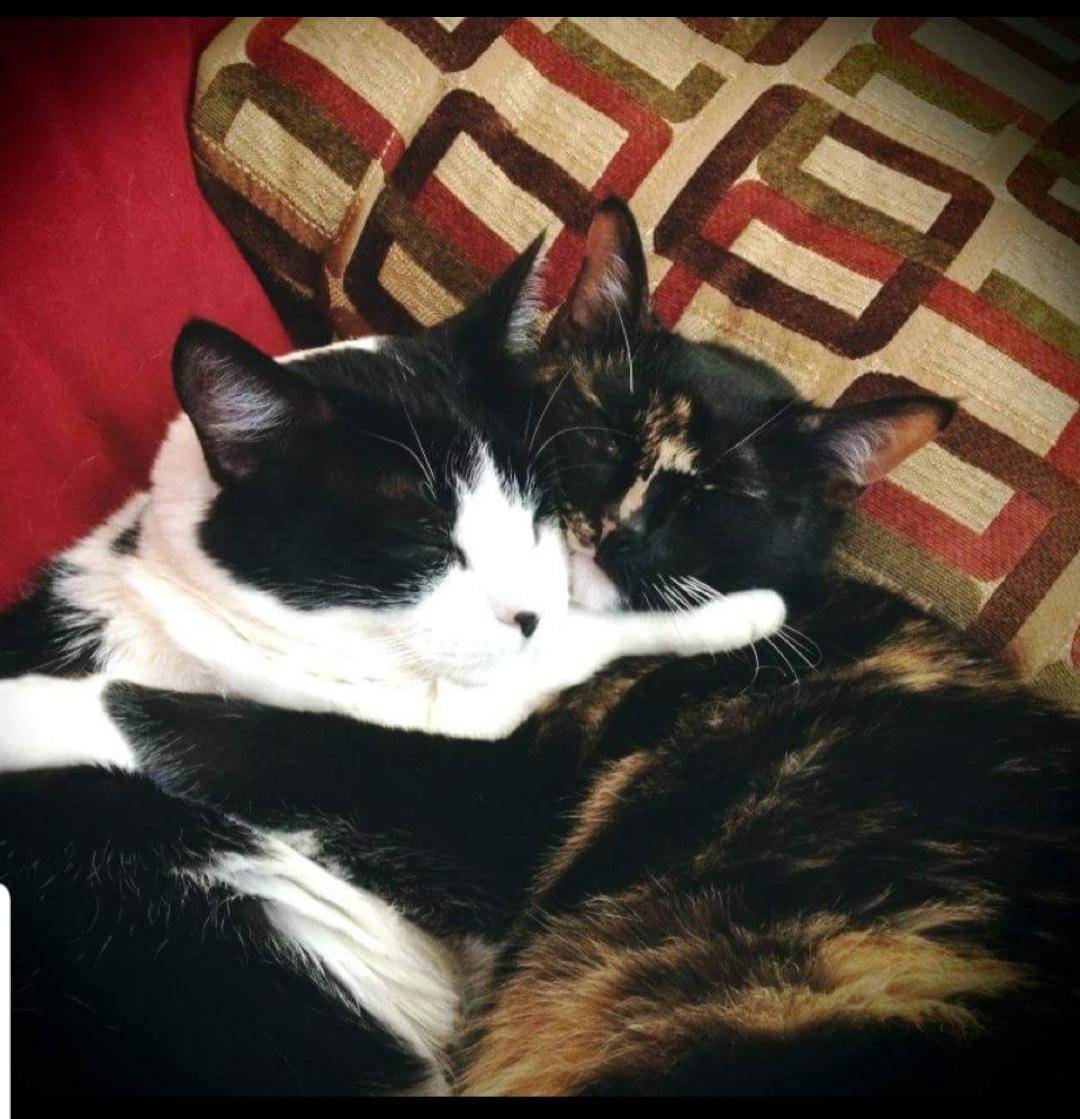 Biscuit and Sushi Sleep Cuddling | Scrolller