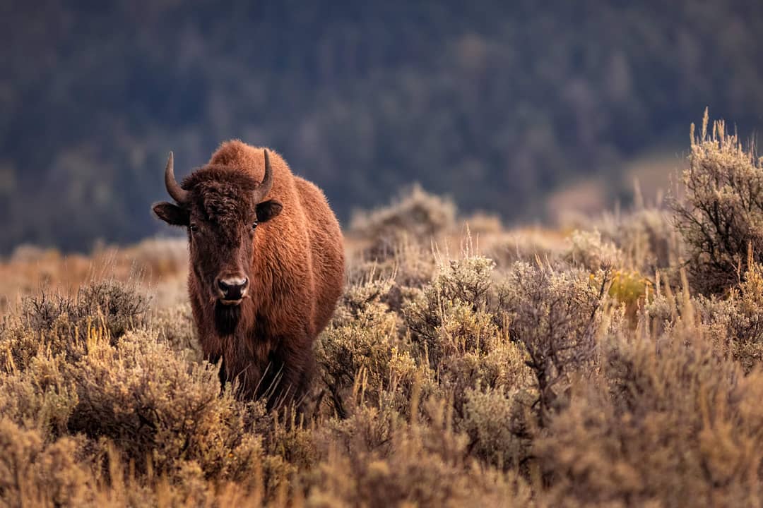Bison Stare Down in Yellowstone NP | Scrolller