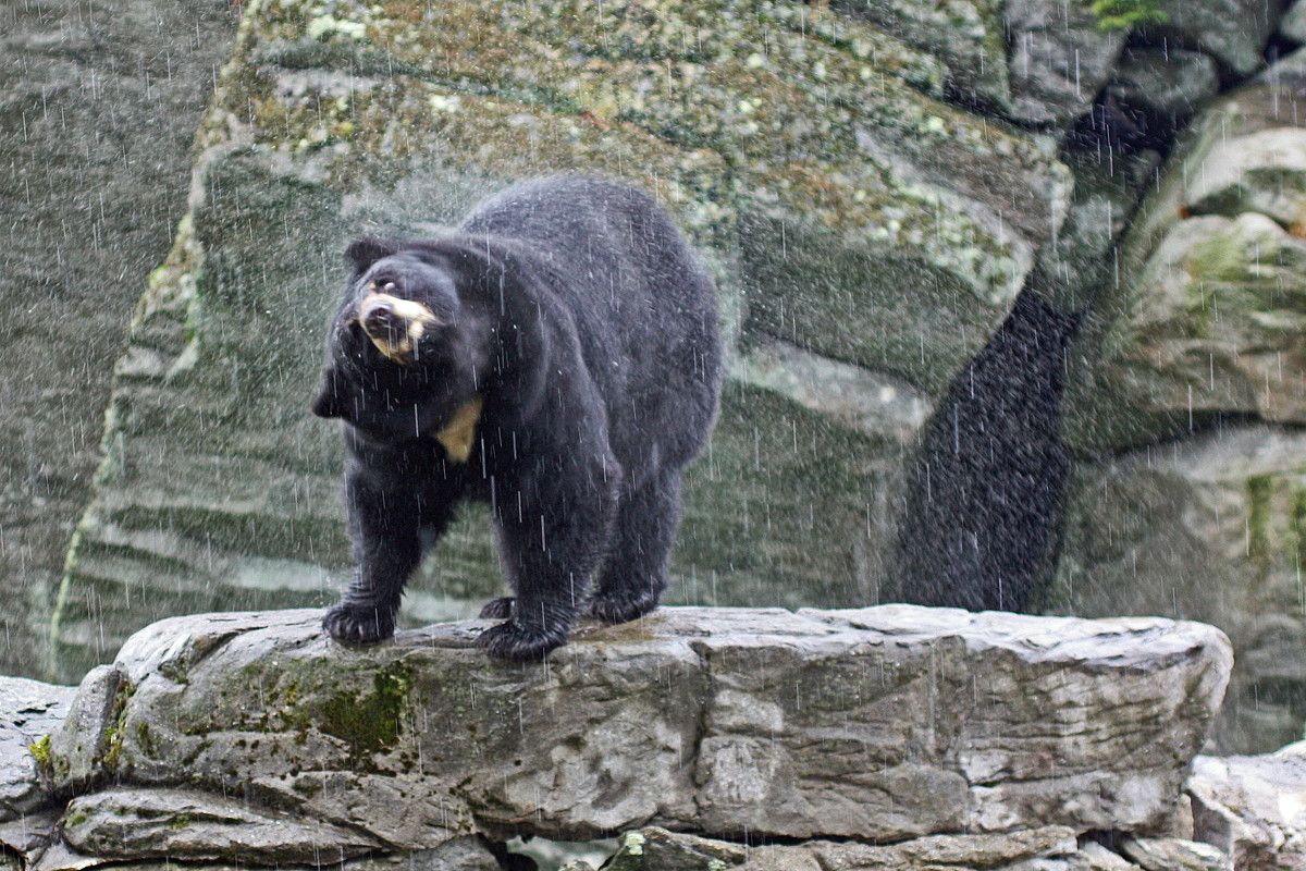 Black bear shakes in the rain shower. | Scrolller
