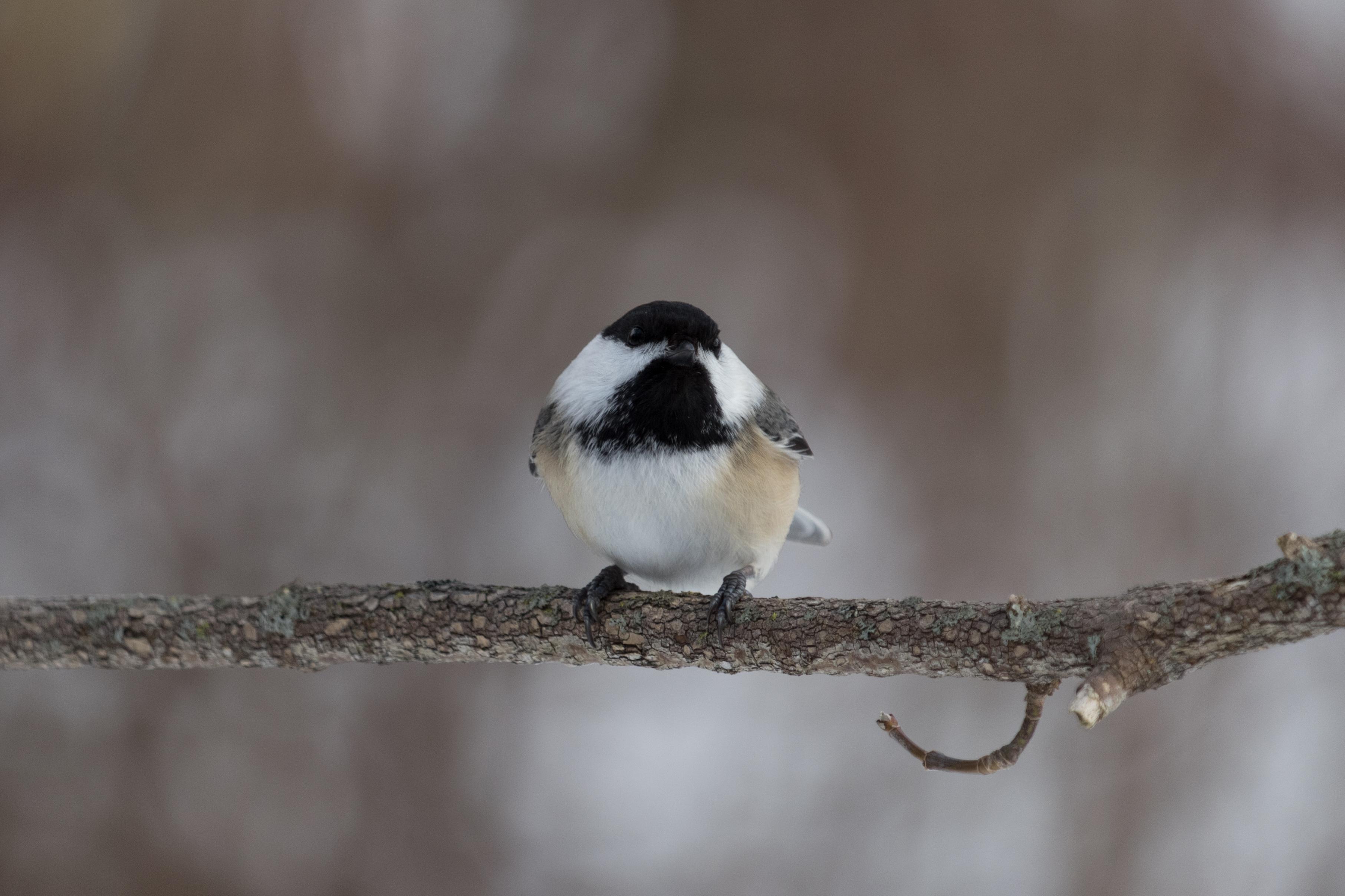 Black-capped Borb | Scrolller