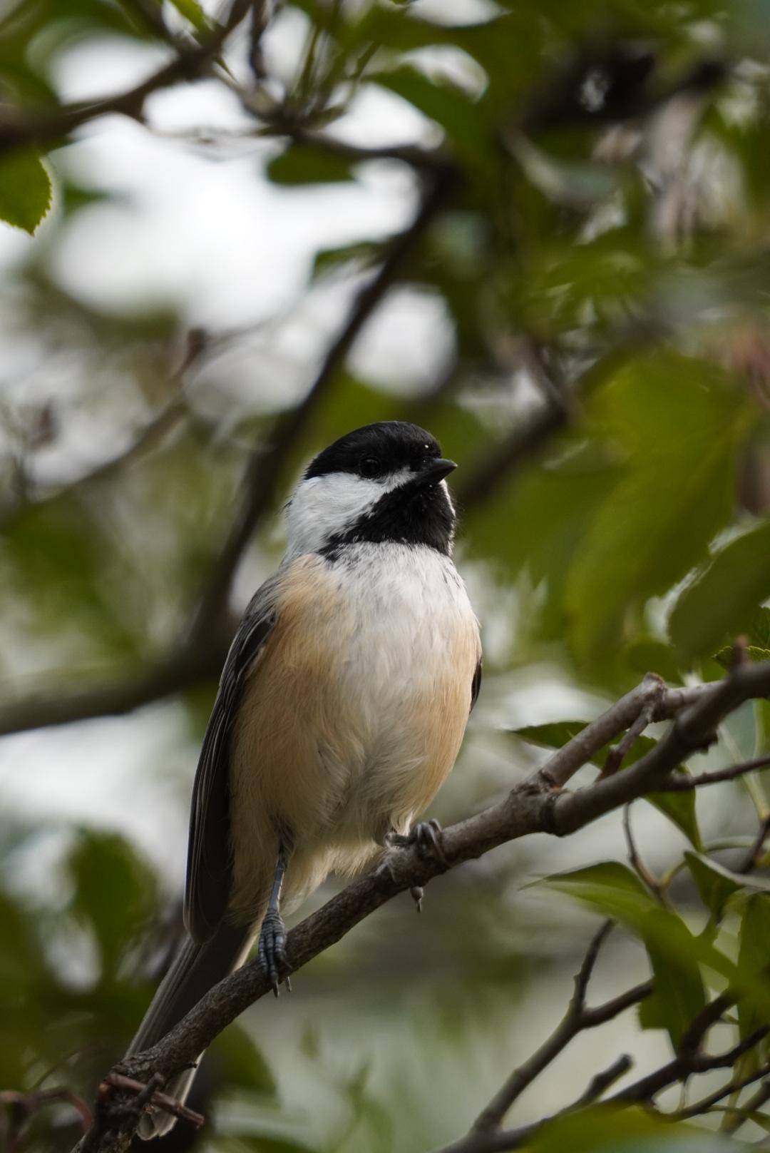 Black capped chickadee | Scrolller