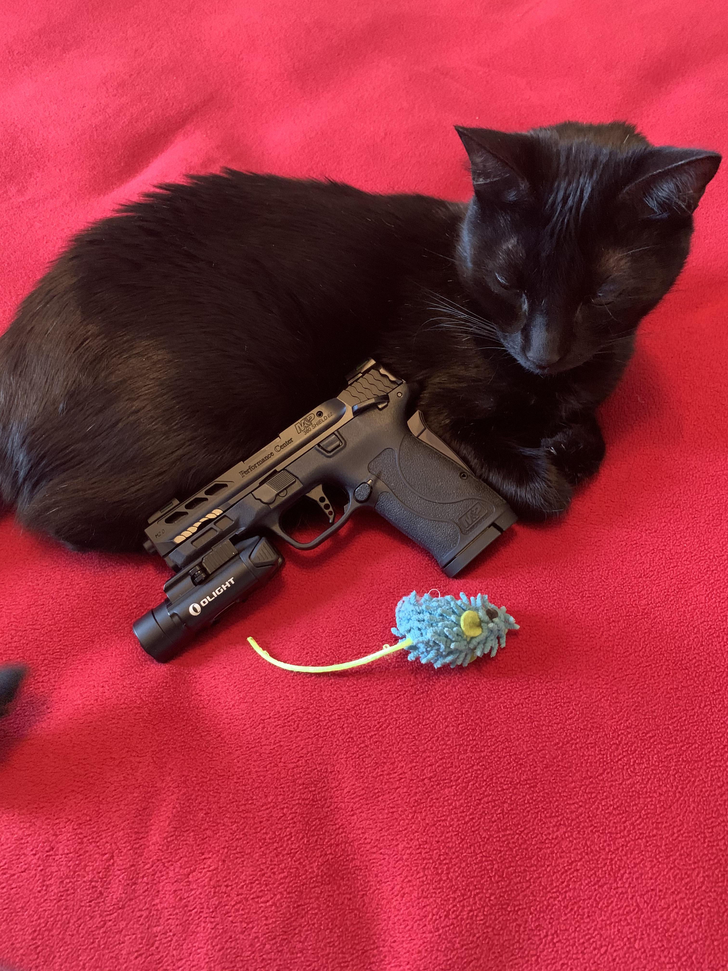 Black cat/black gat | Scrolller