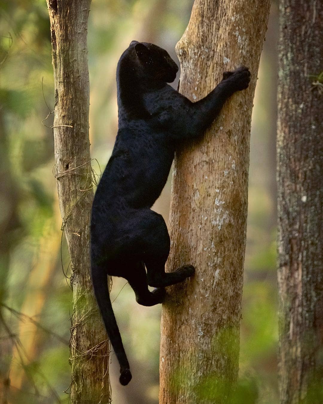 🔥 Black panther climbing a tree. | Scrolller