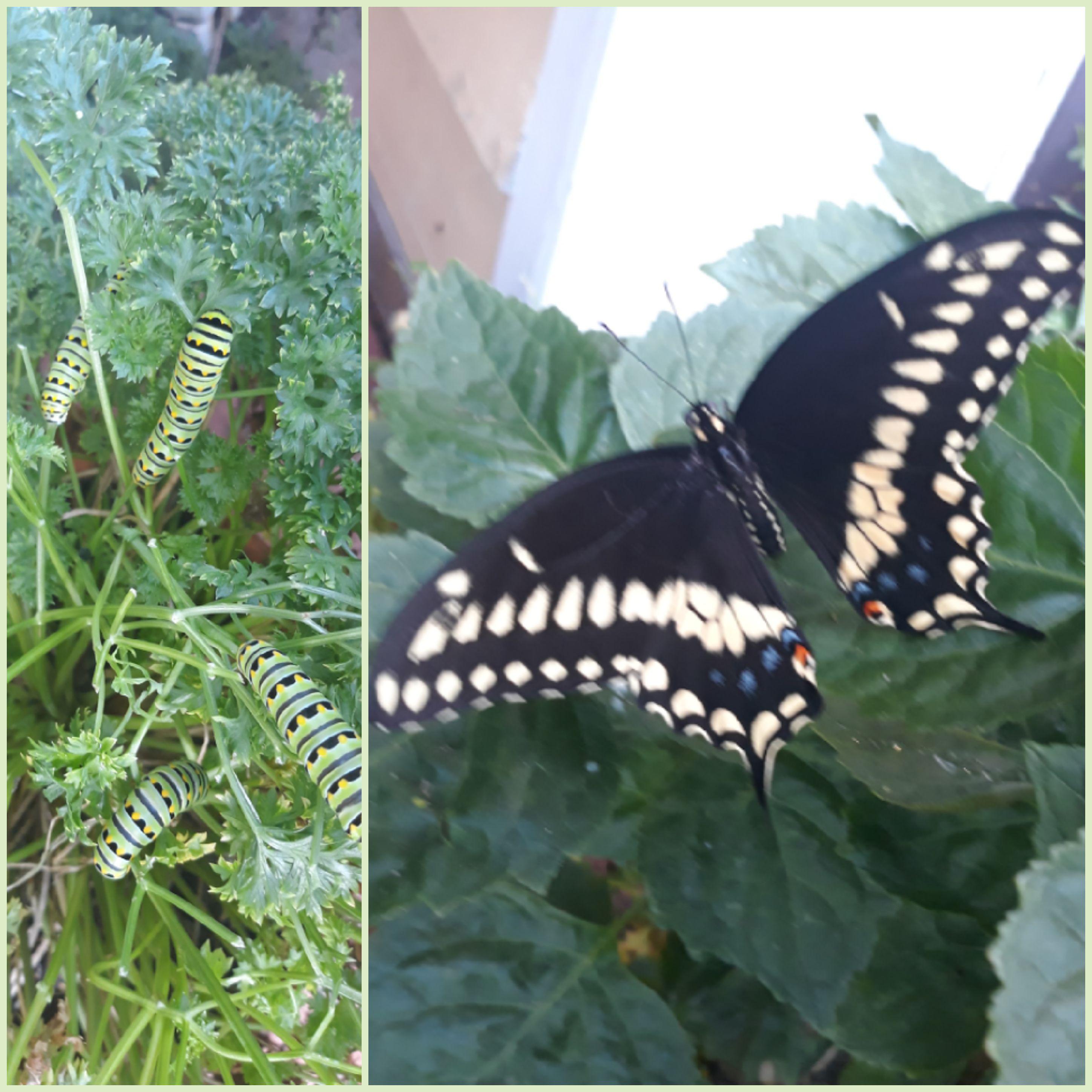 Black Swallowtail before and after metamorphosis. | Scrolller