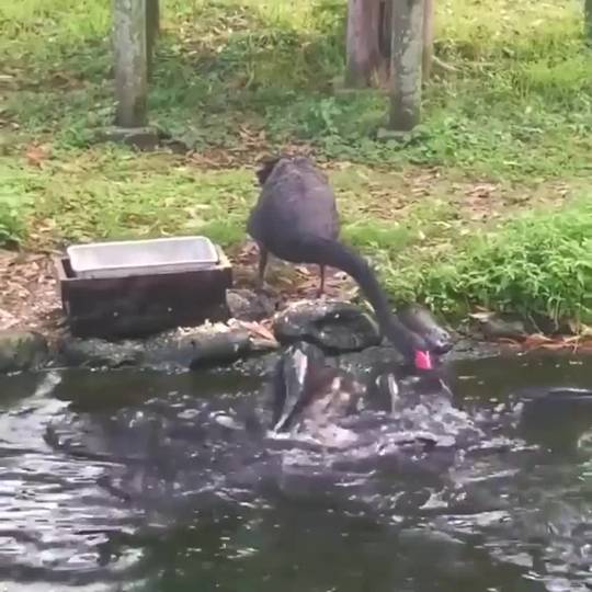 Black swan feeding the fishies | Scrolller