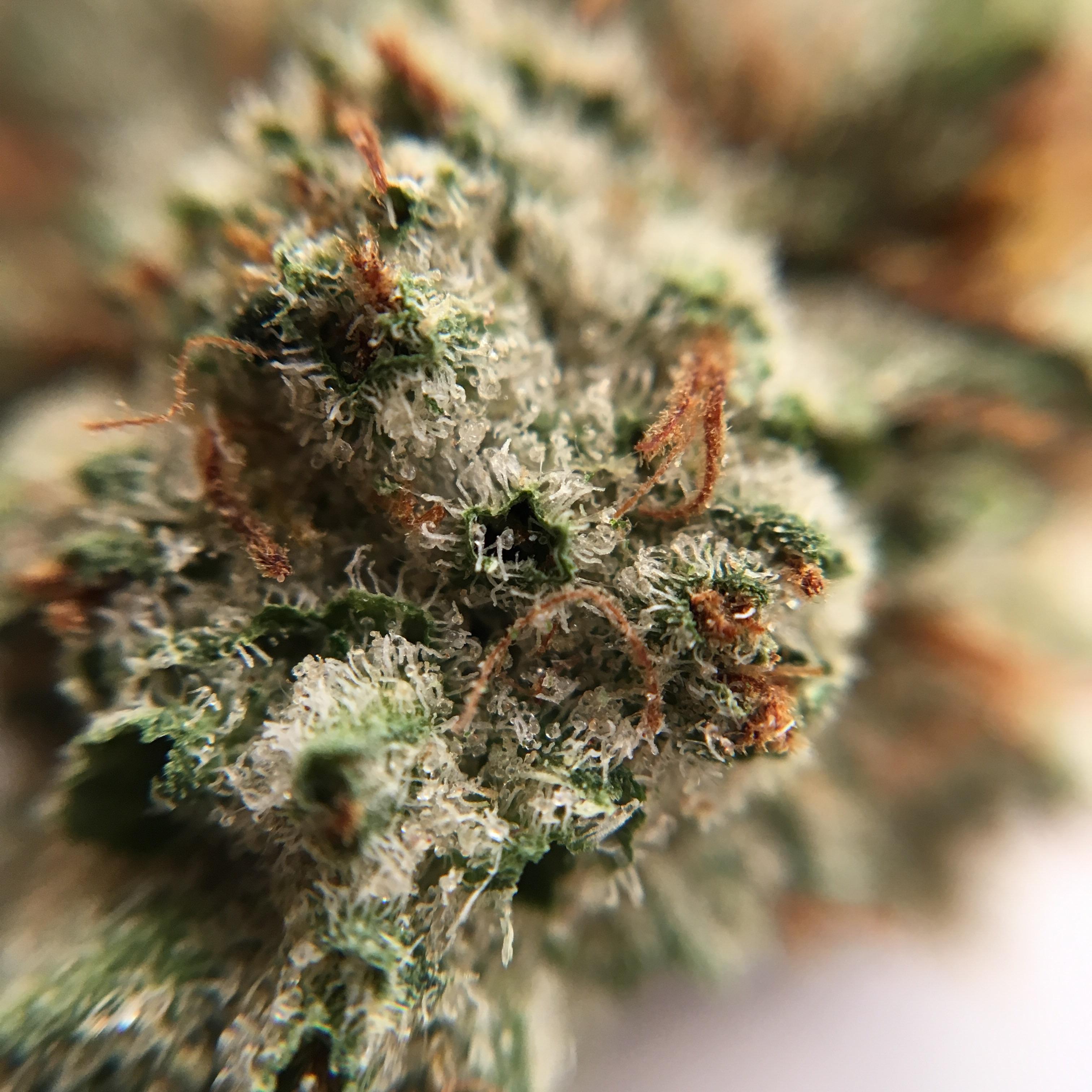 Black Triangle Kush | Scrolller