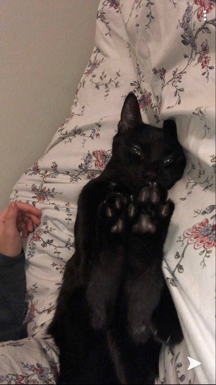 Black void Toe Beans 🐾 ️ | Scrolller