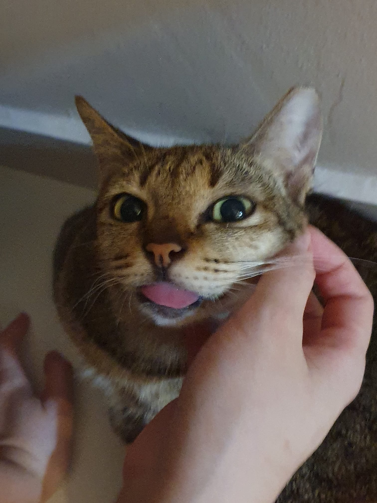 Blep | Scrolller