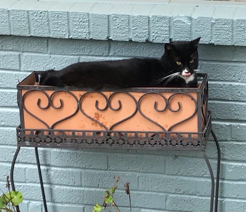 Blepfruit ready to harvest | Scrolller