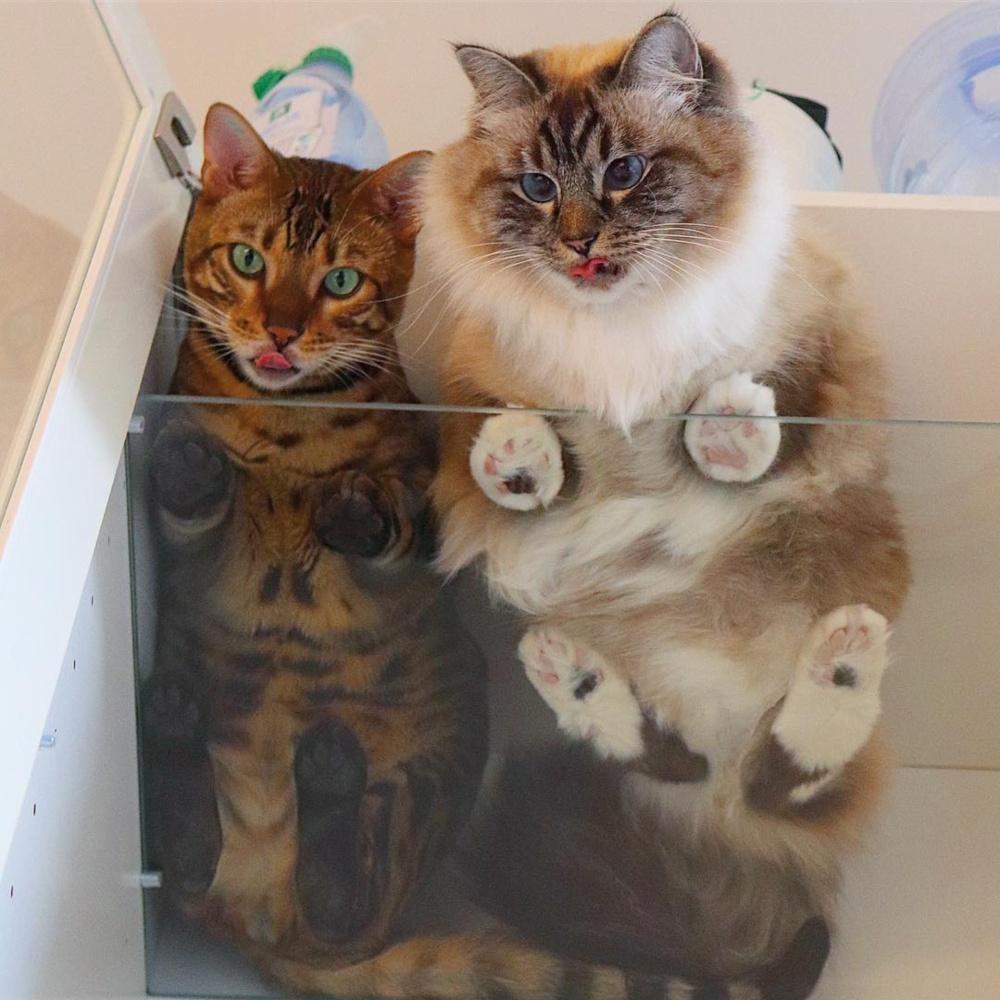 Bleps on Glass | Scrolller