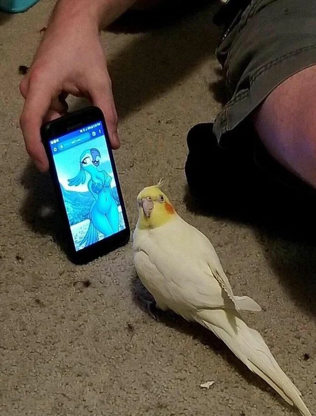 Blessed_bird | Scrolller