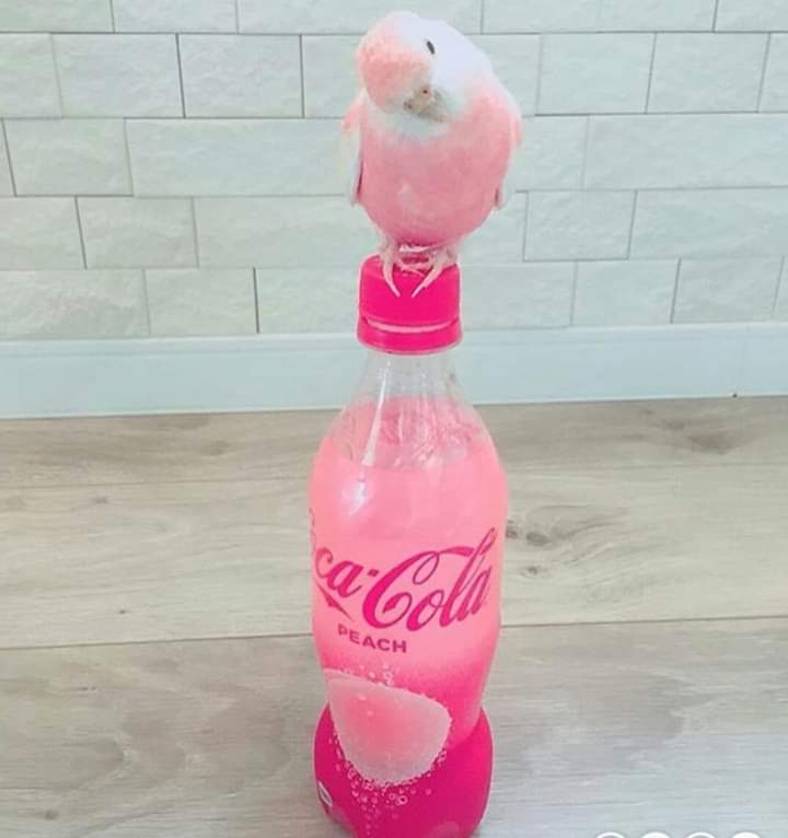 Blessed_cocacola | Scrolller
