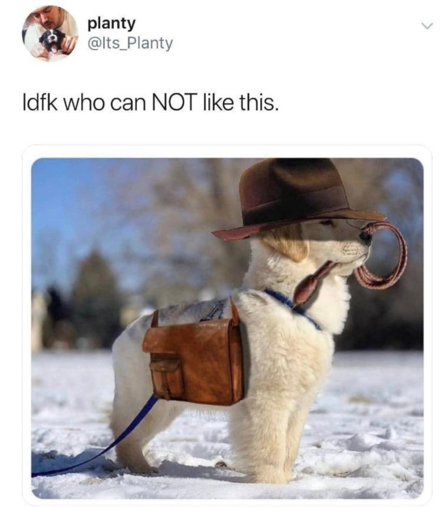 Blessed Indiana Doggo | Scrolller