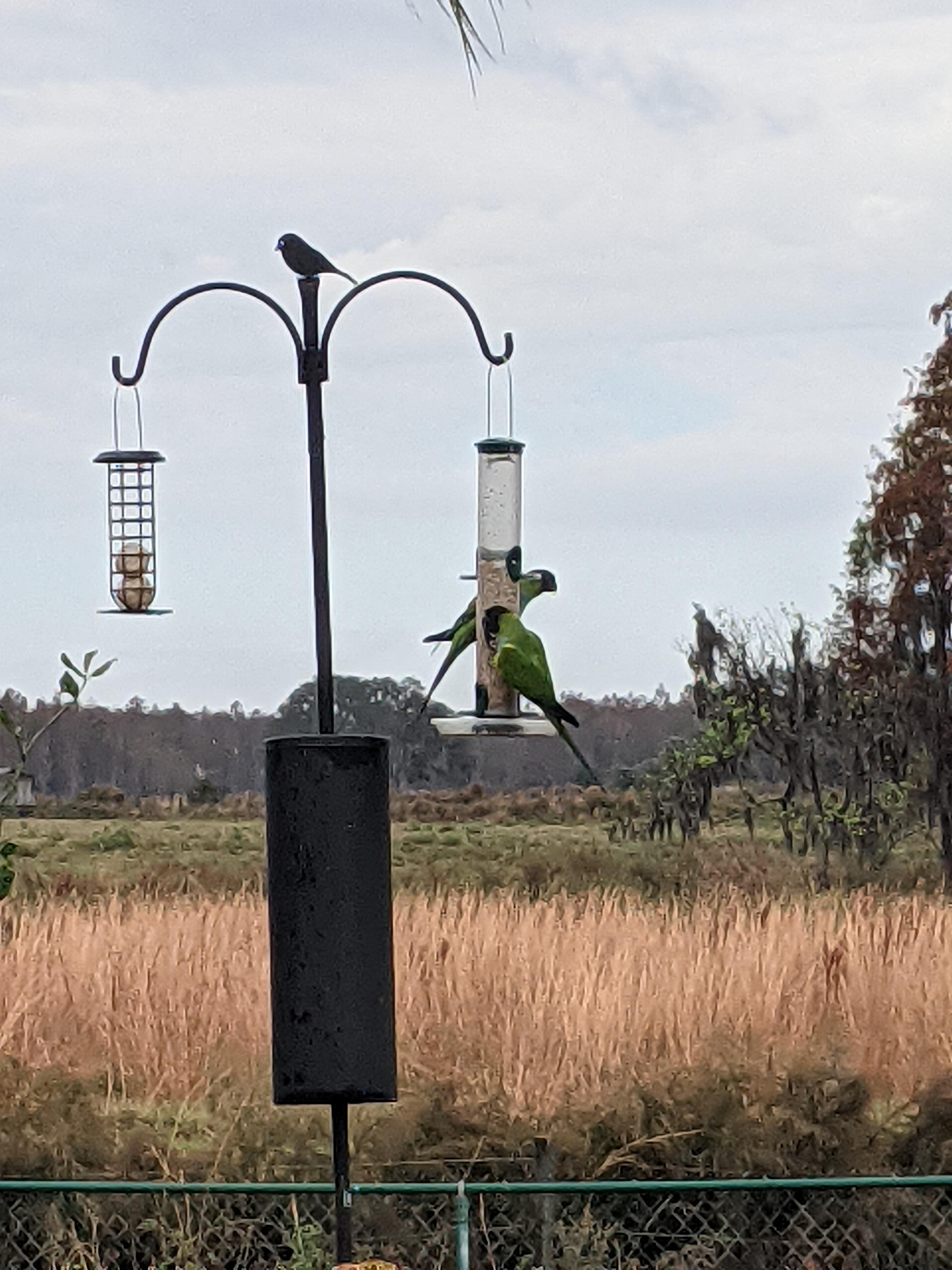 Blessed with wild party parrots in our backyard! | Scrolller