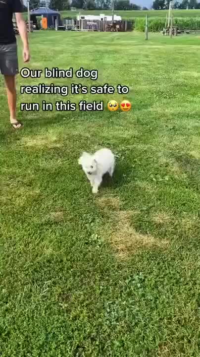 Blind Dog realizes its Safe to run in an open field | Scrolller