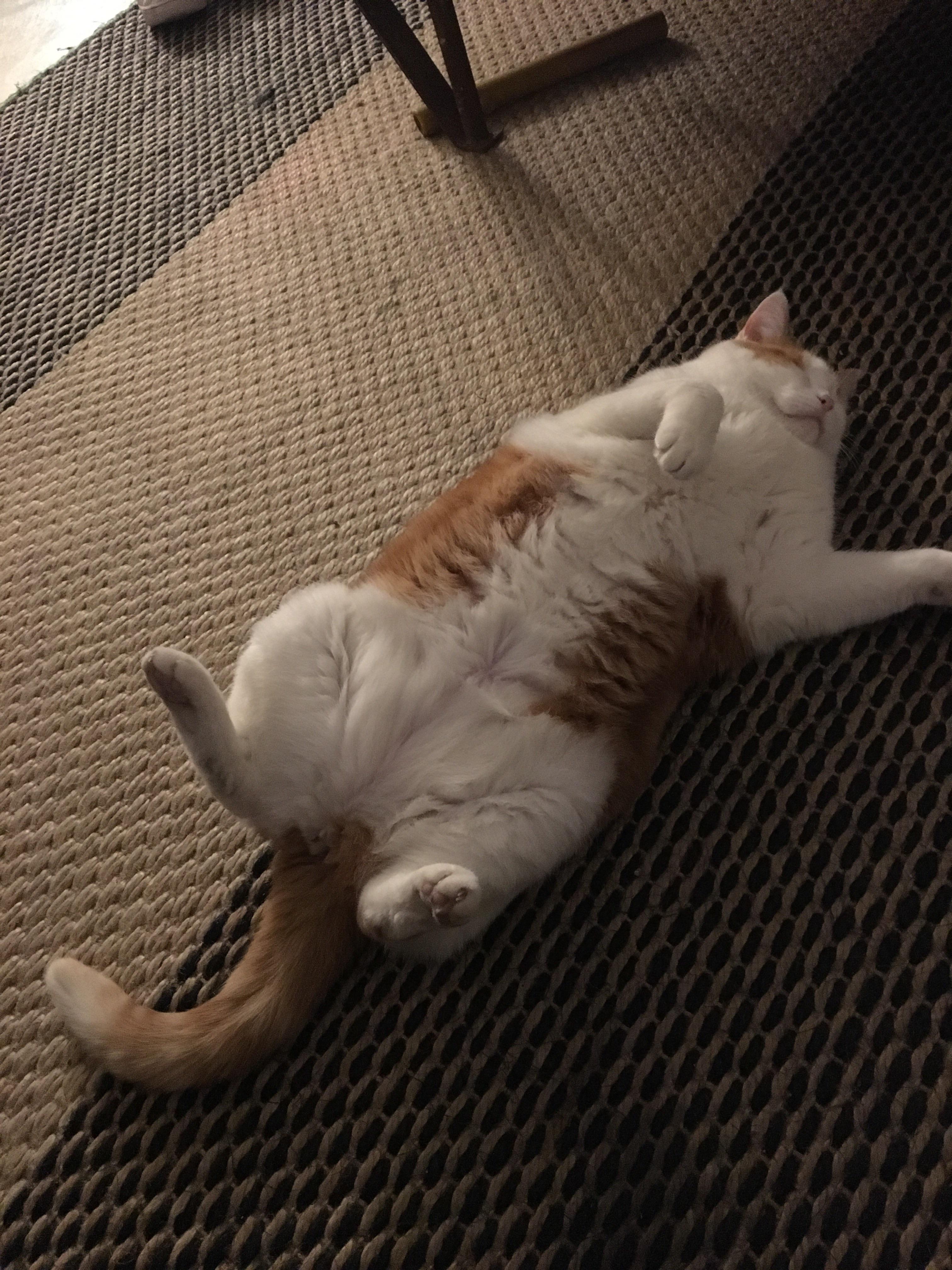 Blocking the path | Scrolller