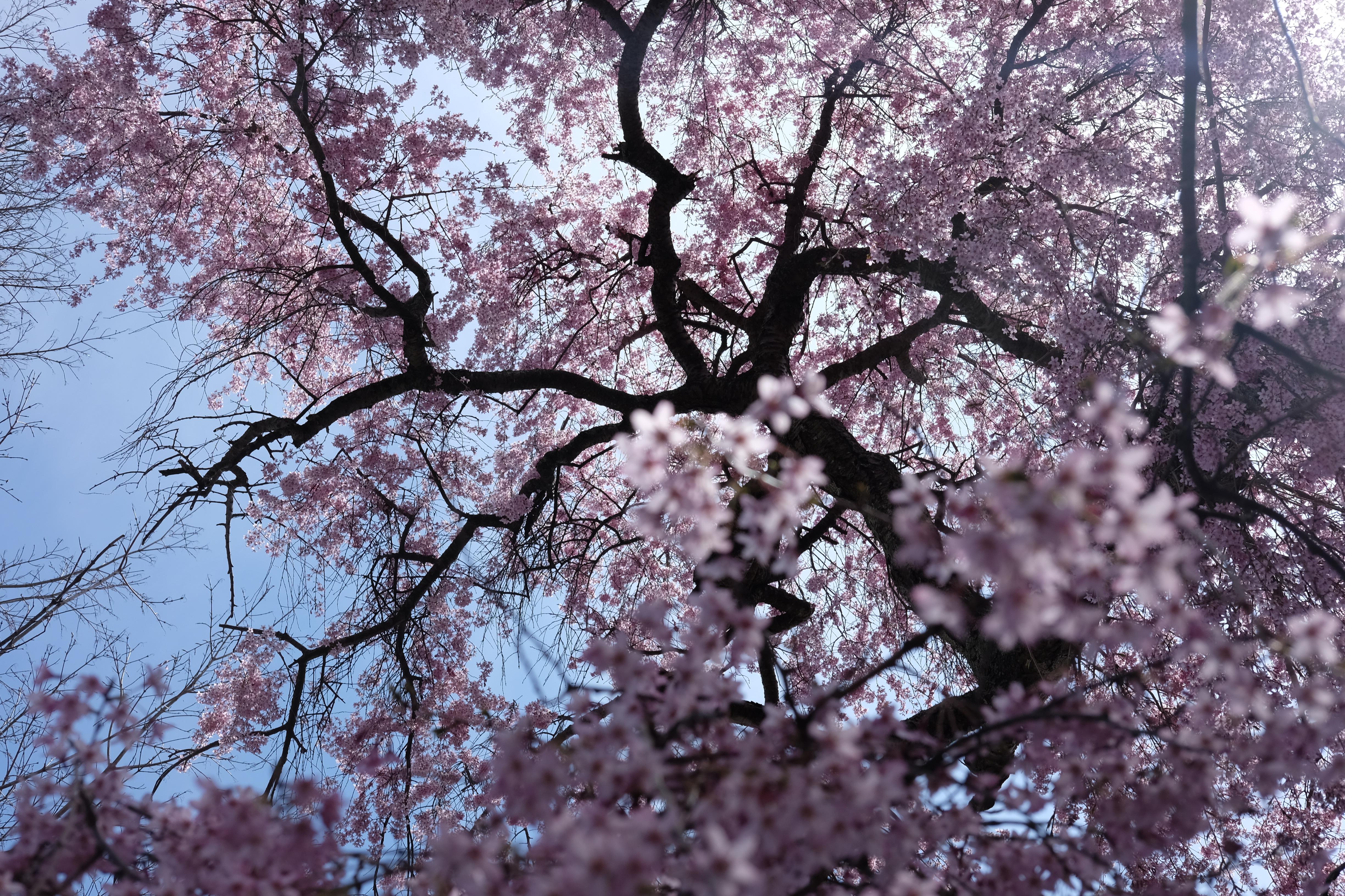 Blossoms on a ~140 year old weeping cherry tree | Scrolller