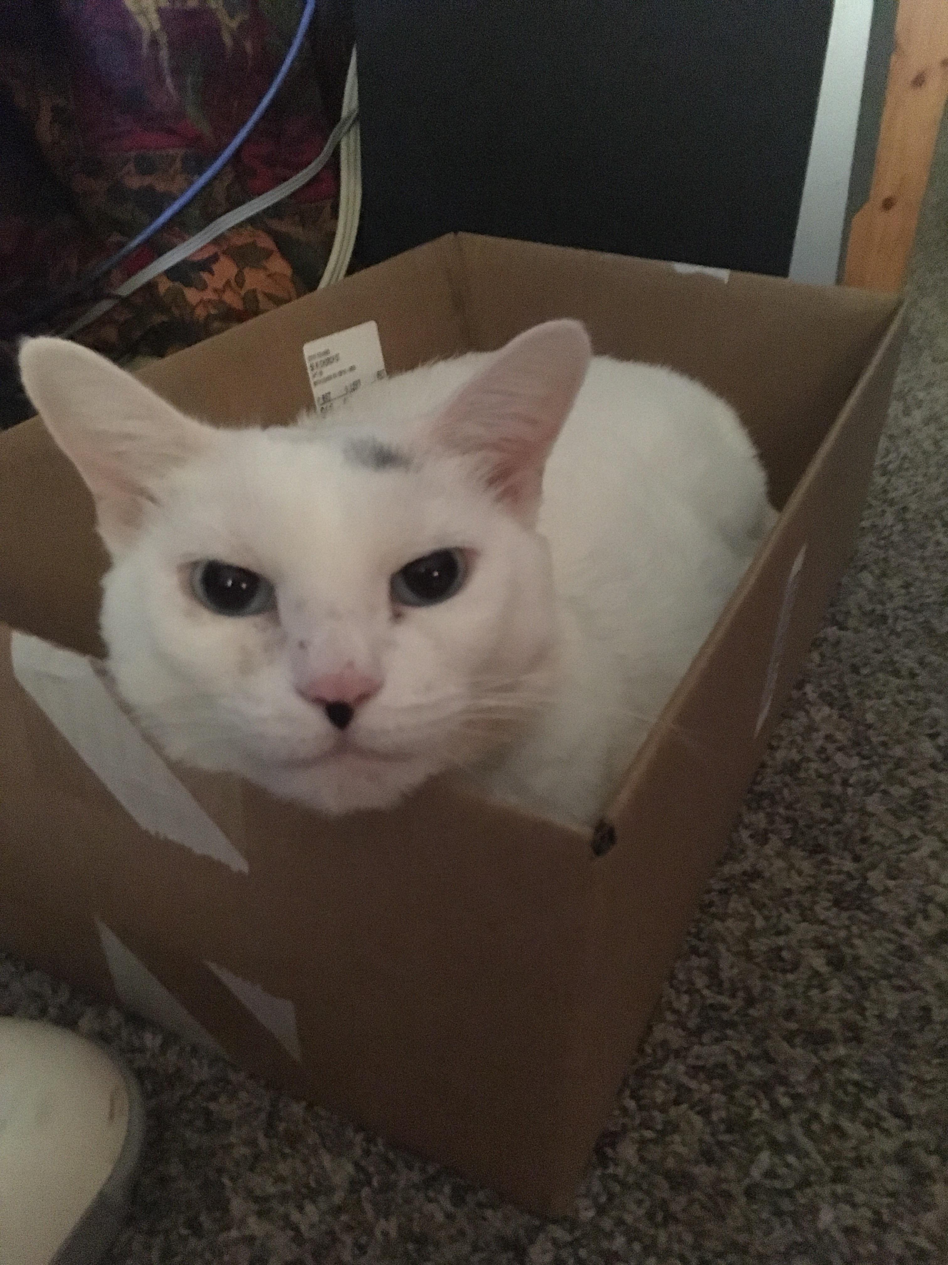 Blue eyed Manx in a box | Scrolller