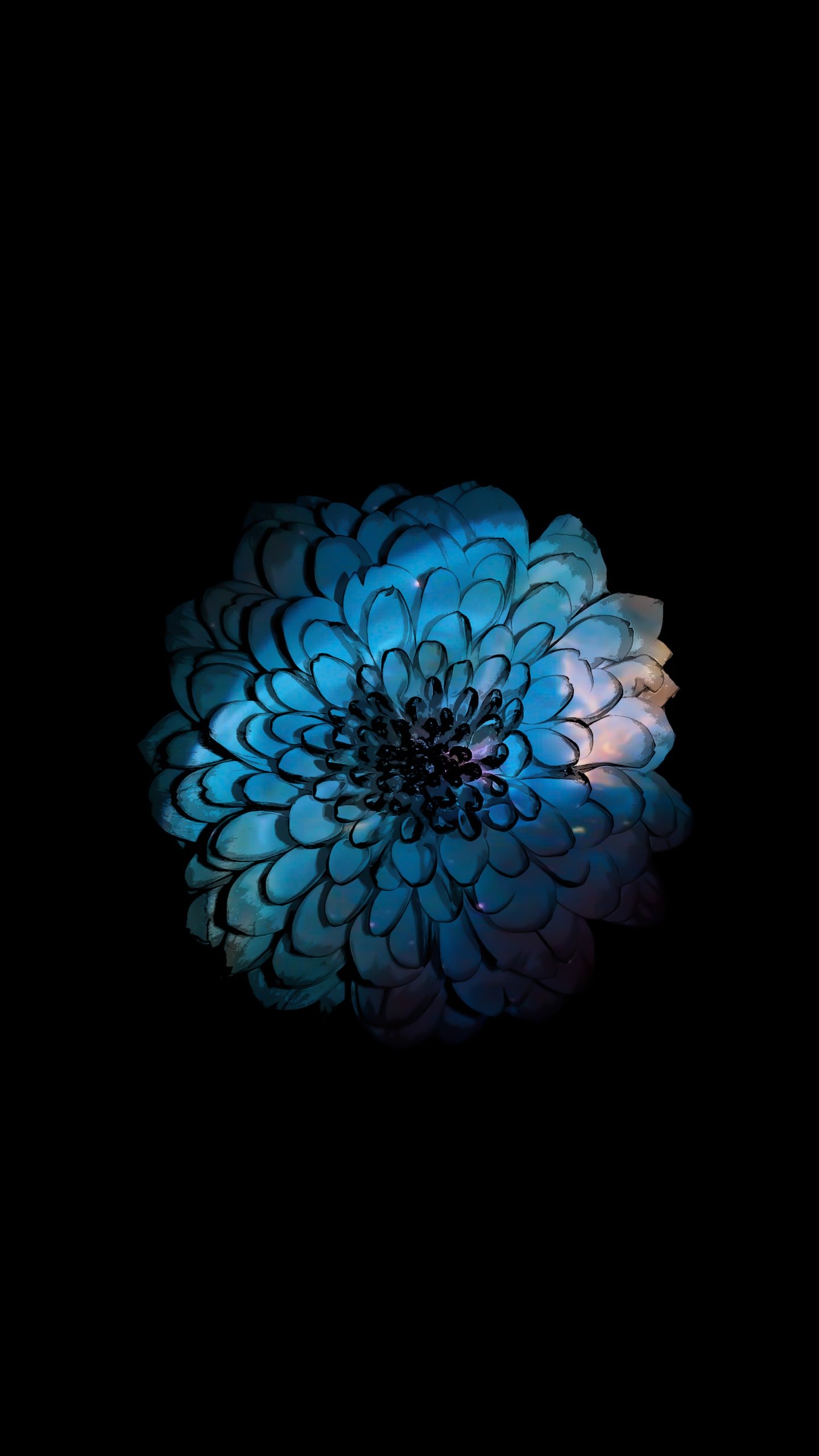 Blue Flower (Amoled) | Scrolller