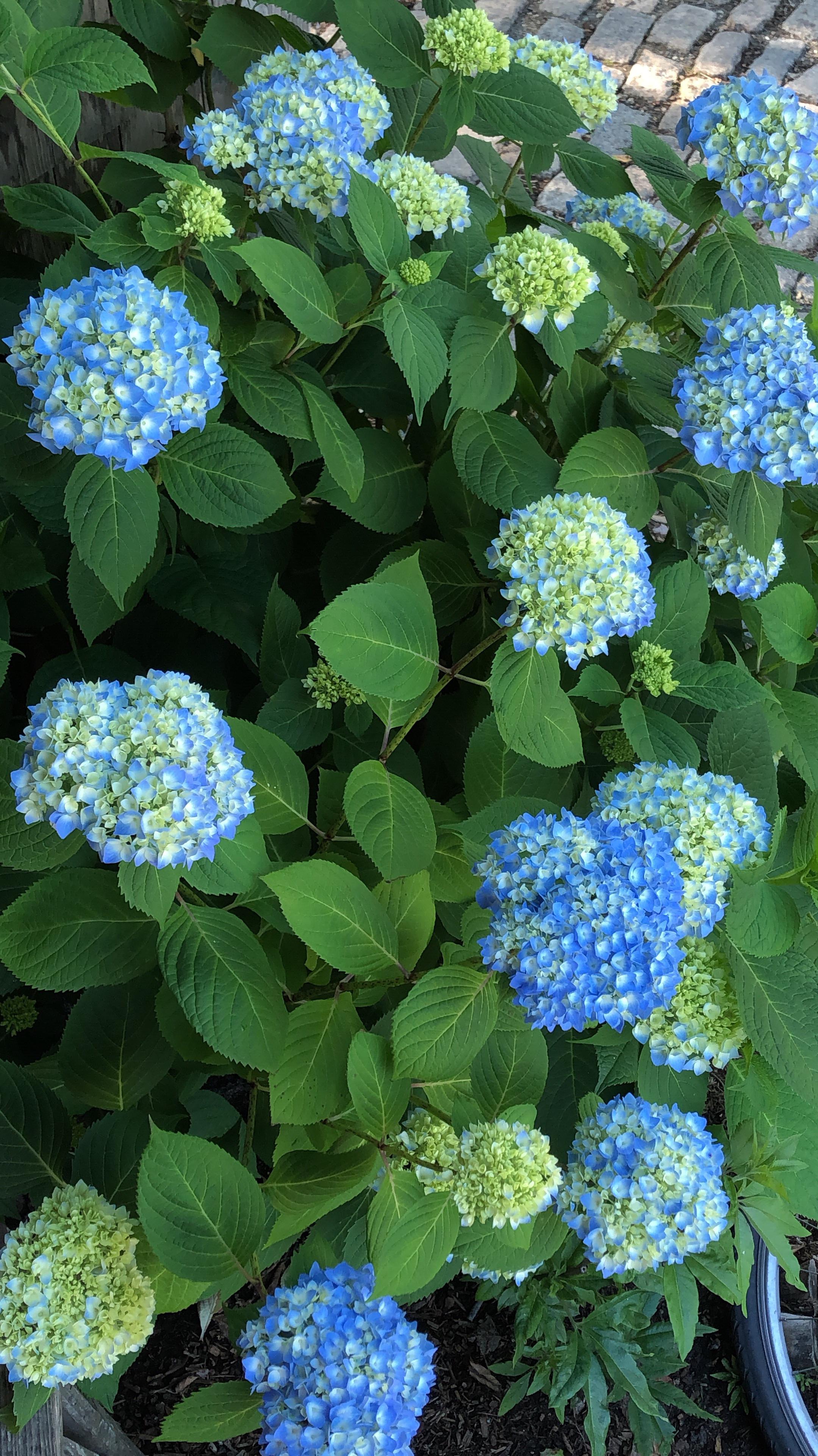 Blue hydrangeas on Nantucket | Scrolller