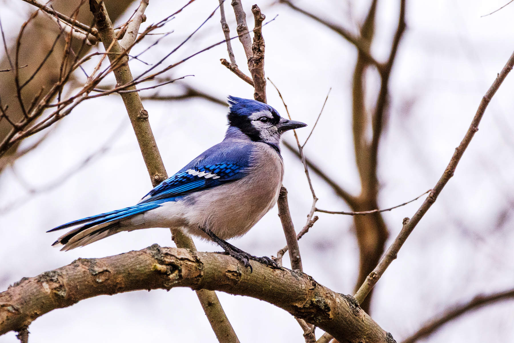 Blue Jay | Scrolller