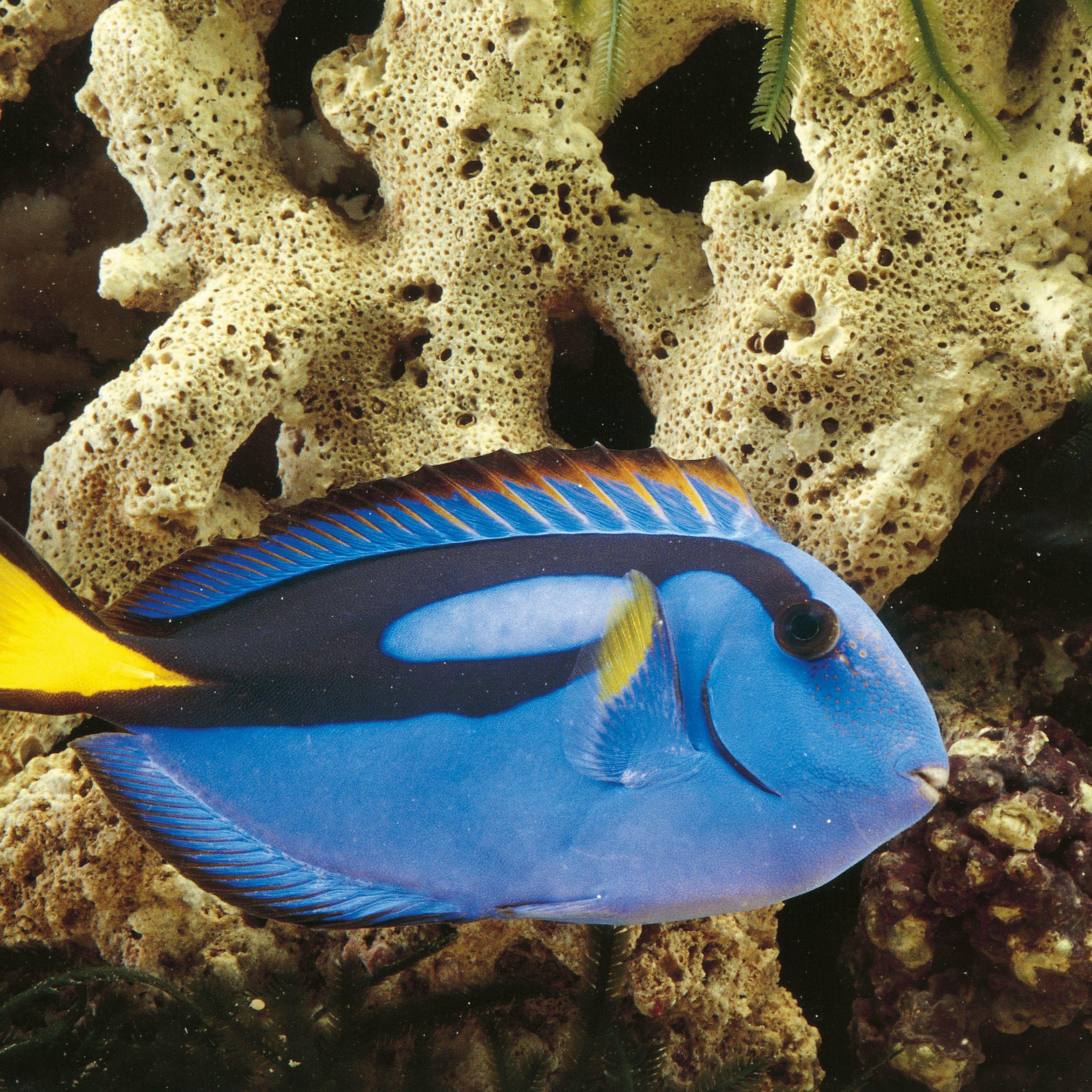 Blue Tang | Scrolller