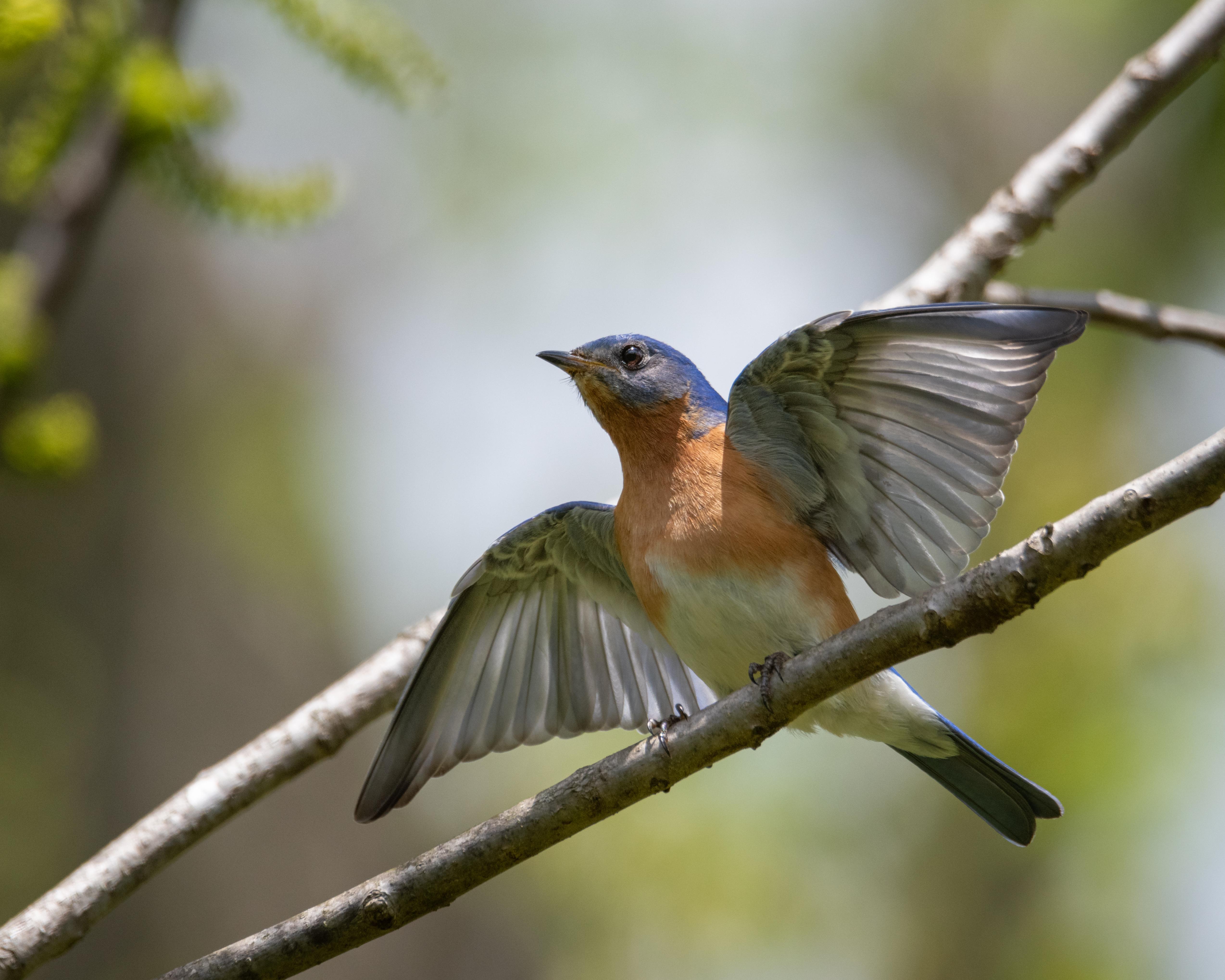 Bluebird struttin' his stuff 💪 | Scrolller