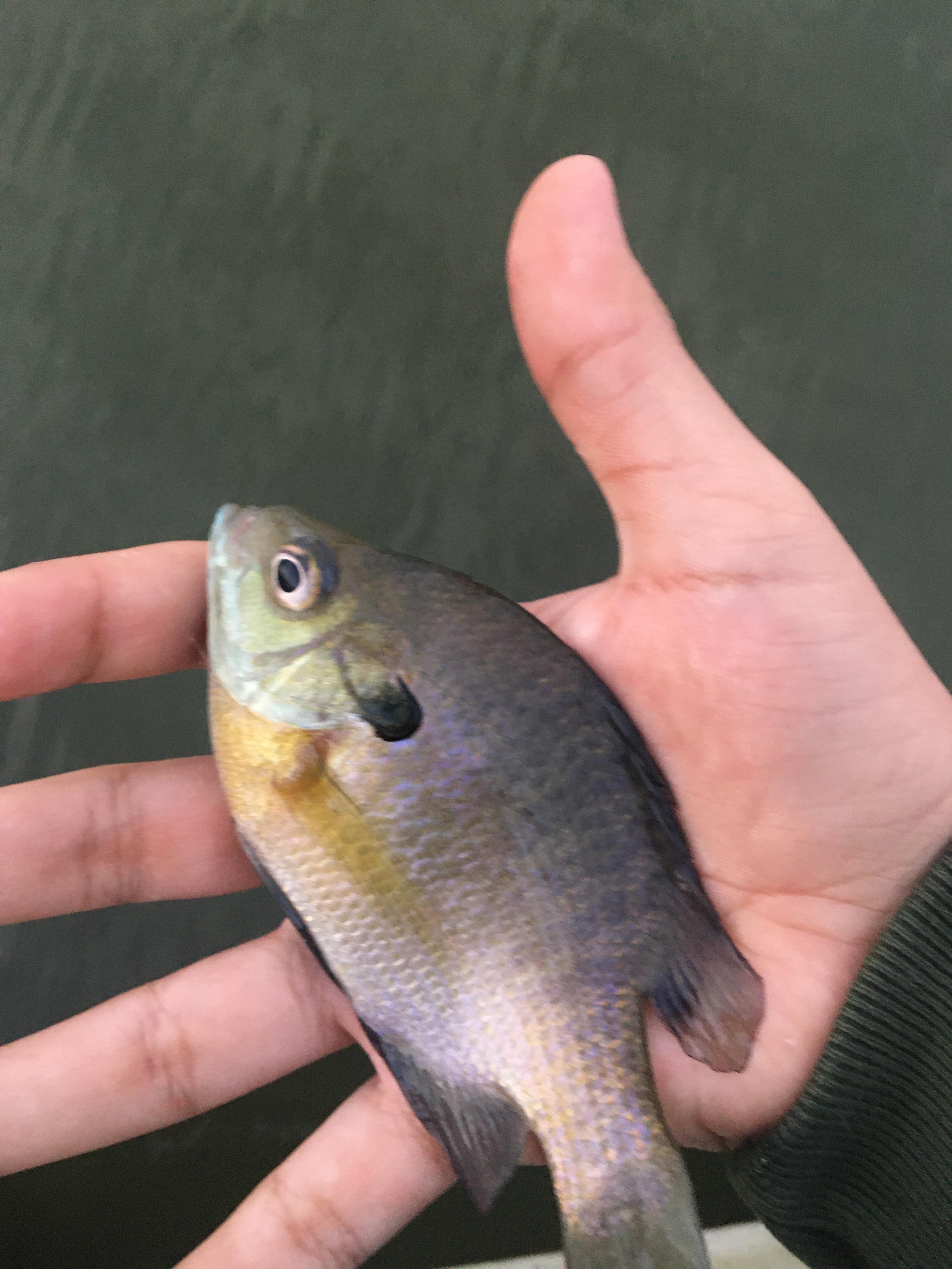 Bluegill caught on a trout magnet | Scrolller