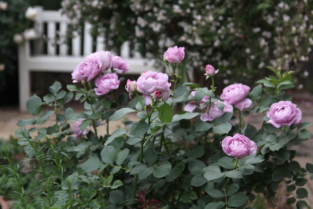 Bluemoon roses, love the color | Scrolller