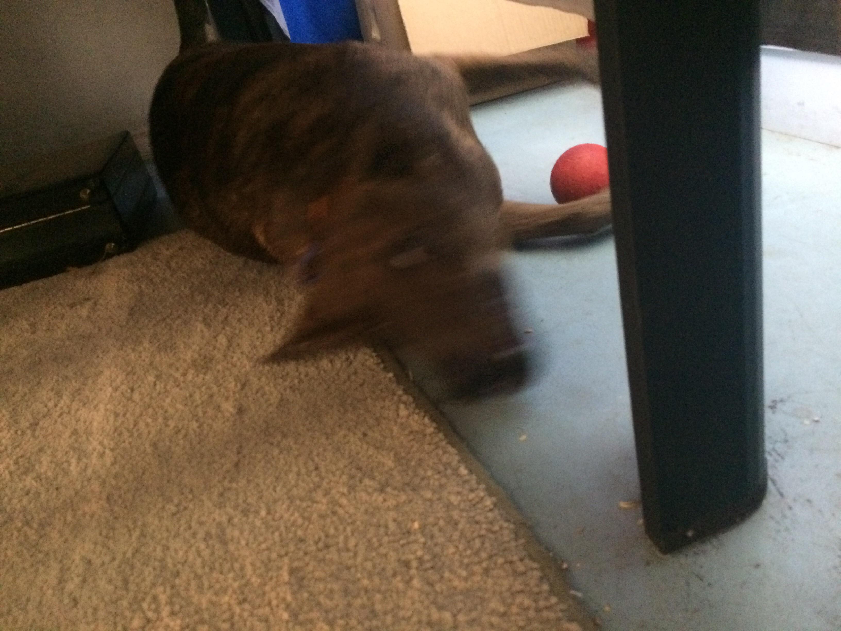 Blur doggo | Scrolller