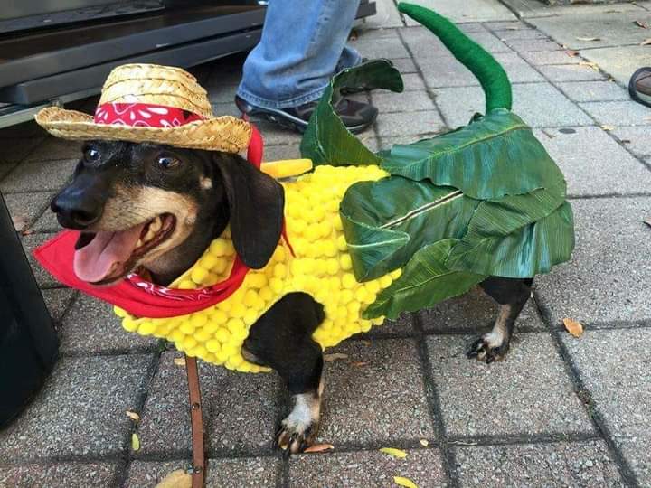 Blursed_corn dog | Scrolller