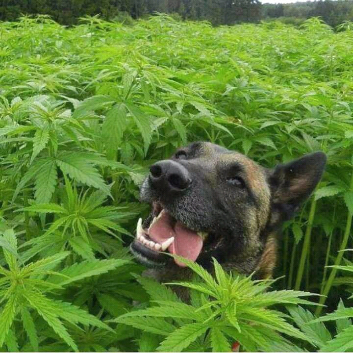 blursed dog | Scrolller