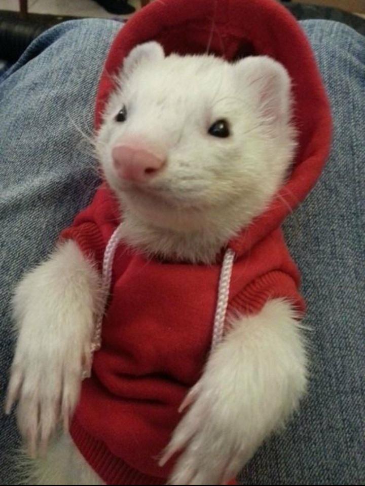 Blursed_Stuart Little | Scrolller