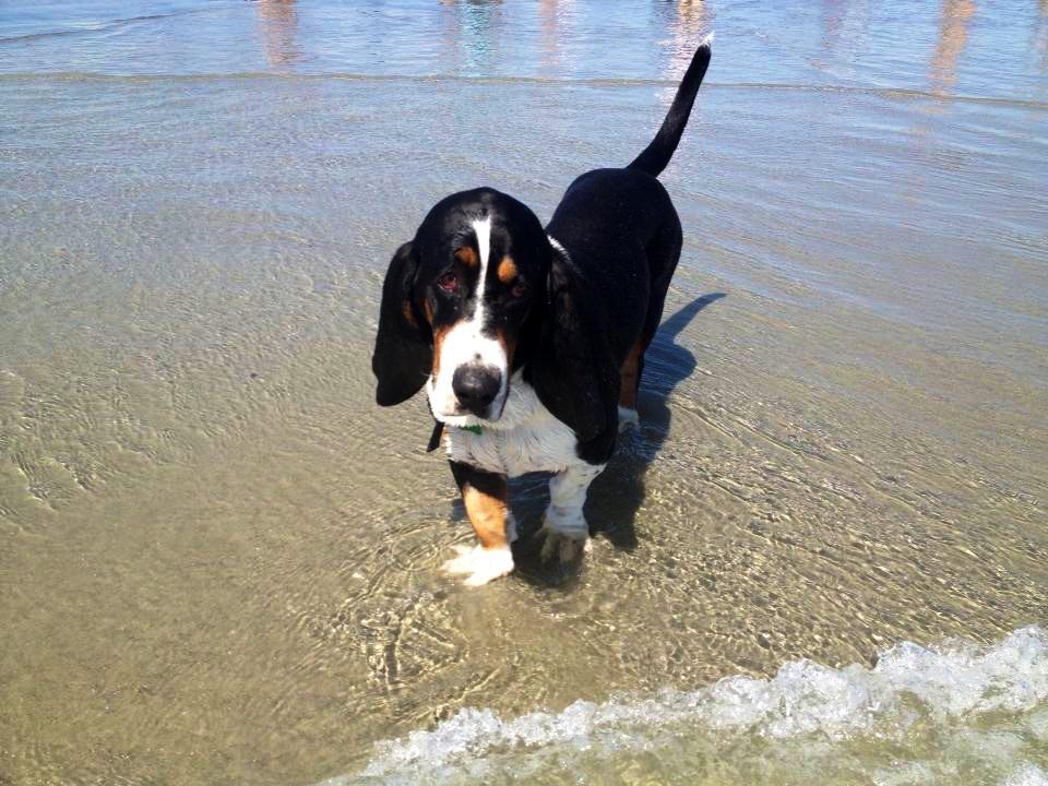 Bob at the beach | Scrolller