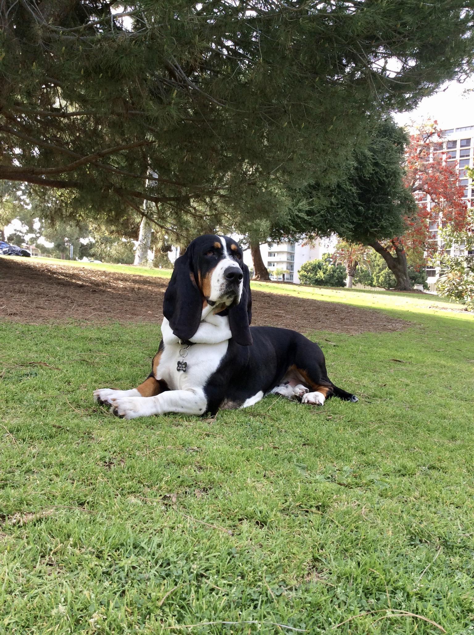 Bob in all his majesty | Scrolller