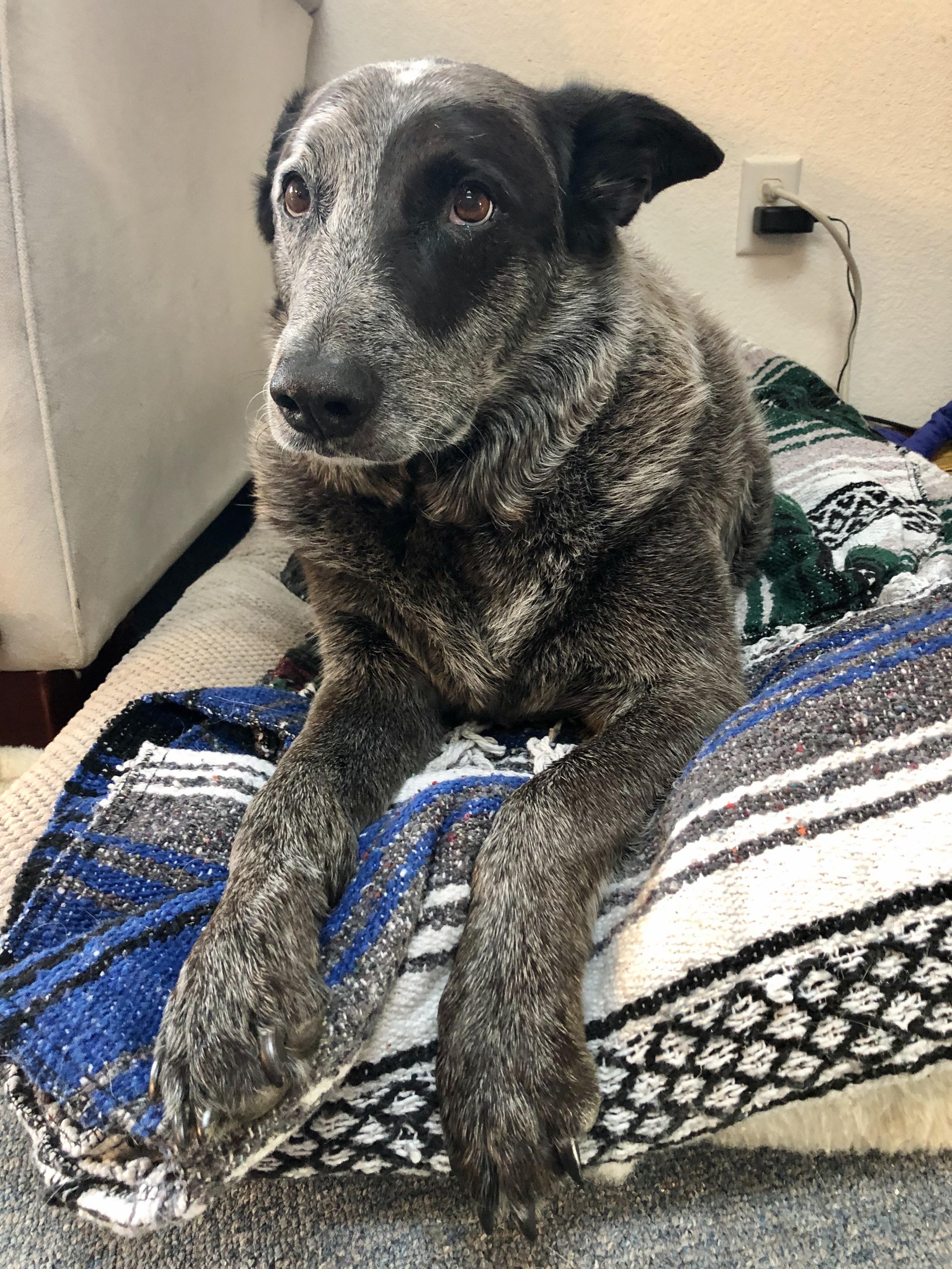 Bob the dog. He owns my whole entire heart. | Scrolller