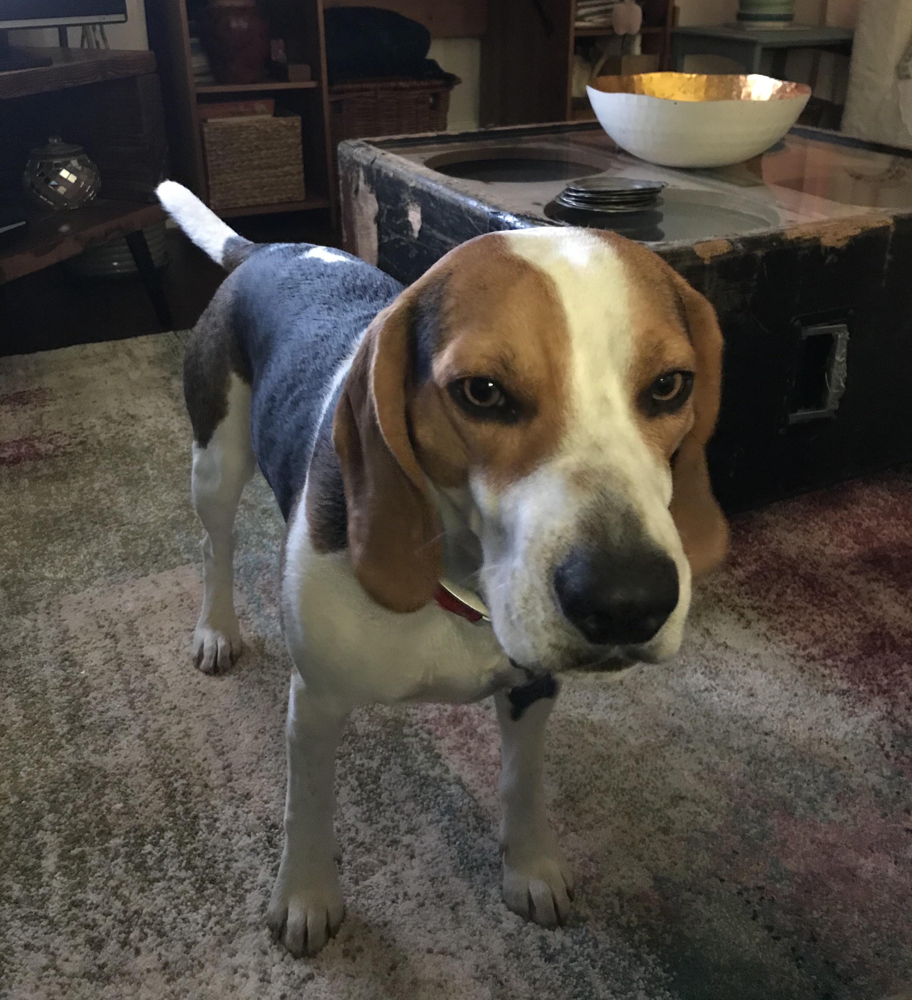 Bond villain beagle | Scrolller