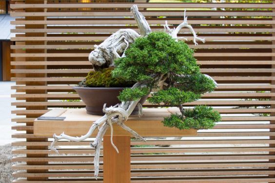 Bonsai from the portland Japanese gardens | Scrolller