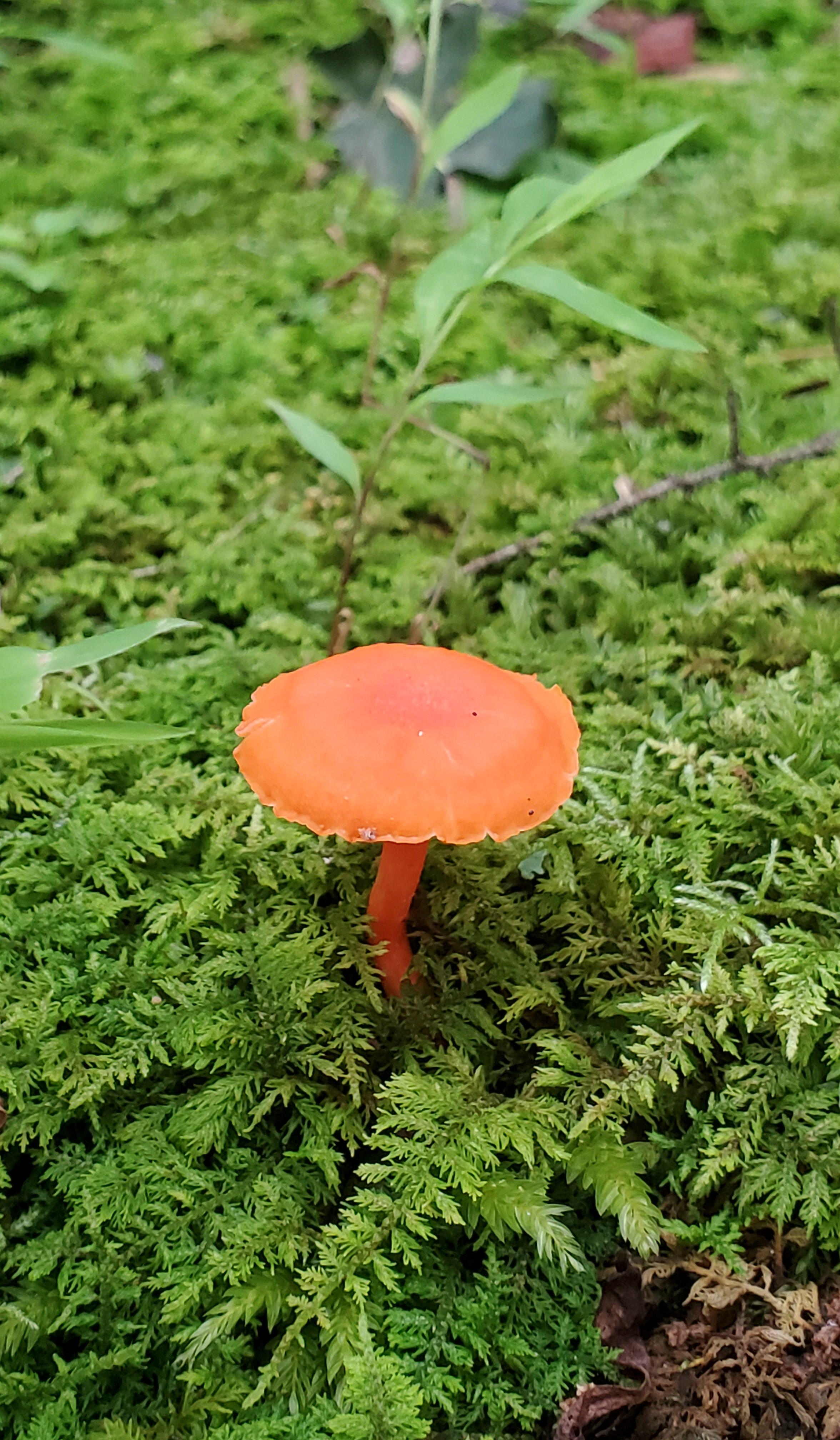 Bonus mushroom | Scrolller