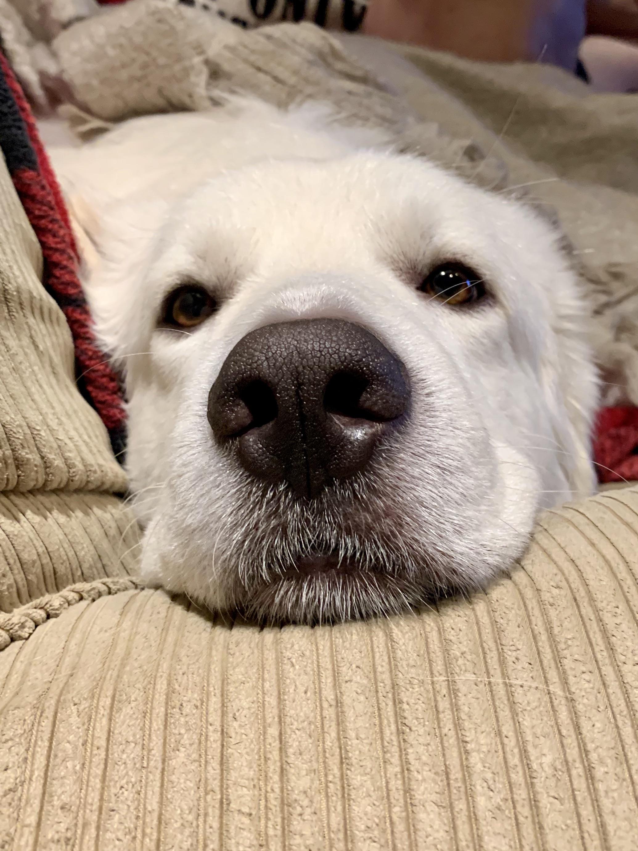 Boop me. | Scrolller