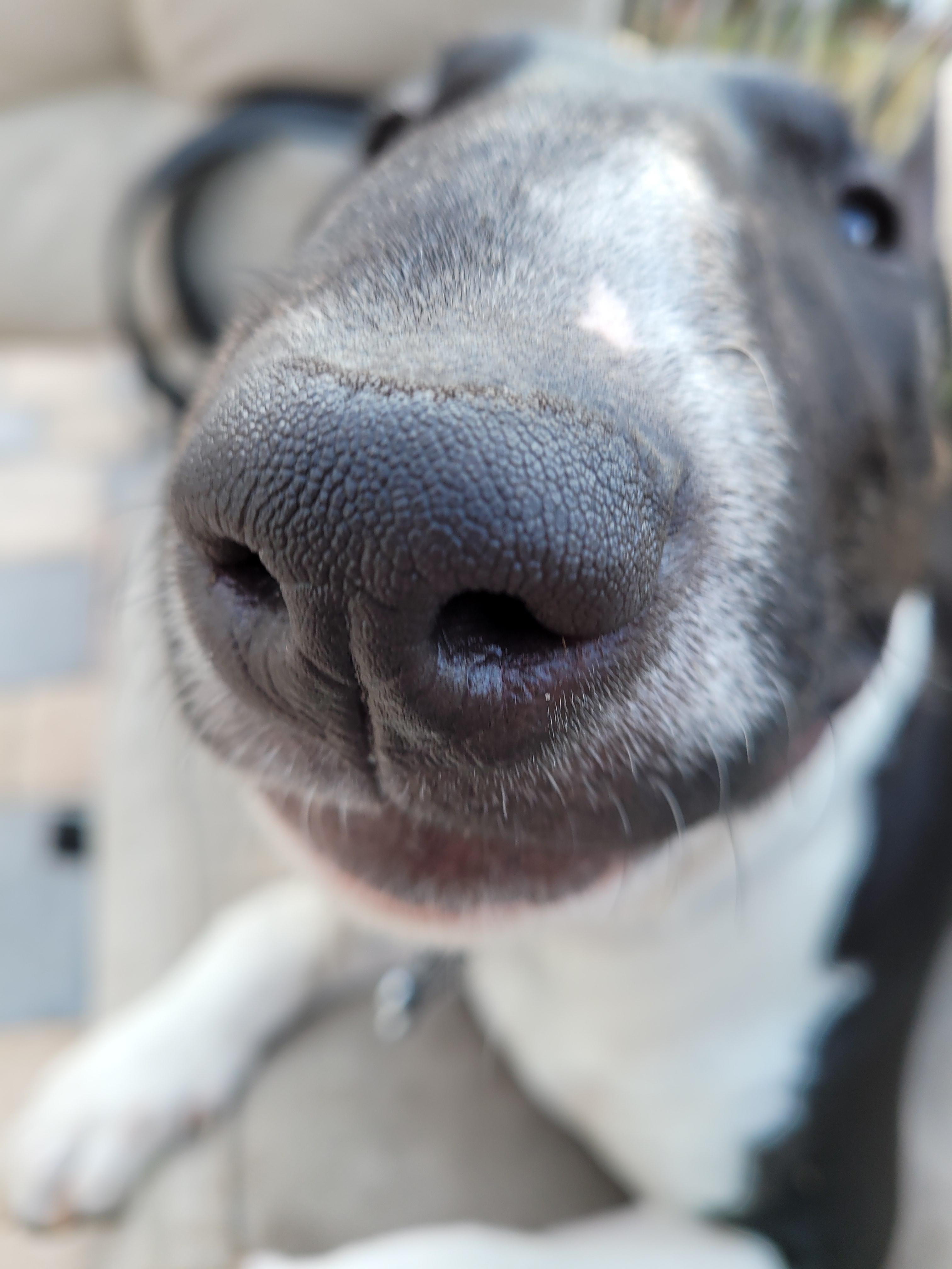 Boop that nose! 🐽🐀 | Scrolller